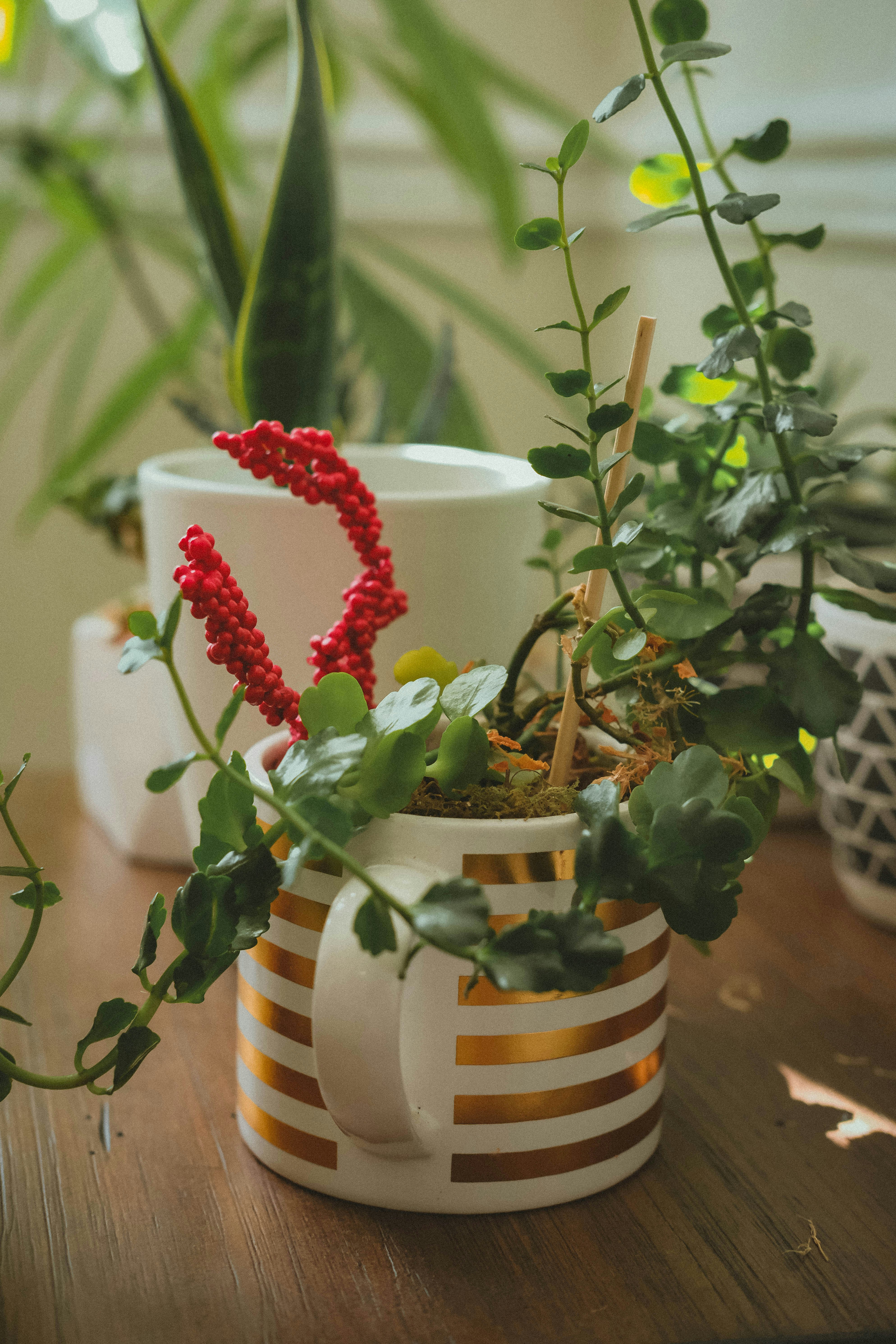 Red and green plant on white and blue striped pot photo – Free Decor ...