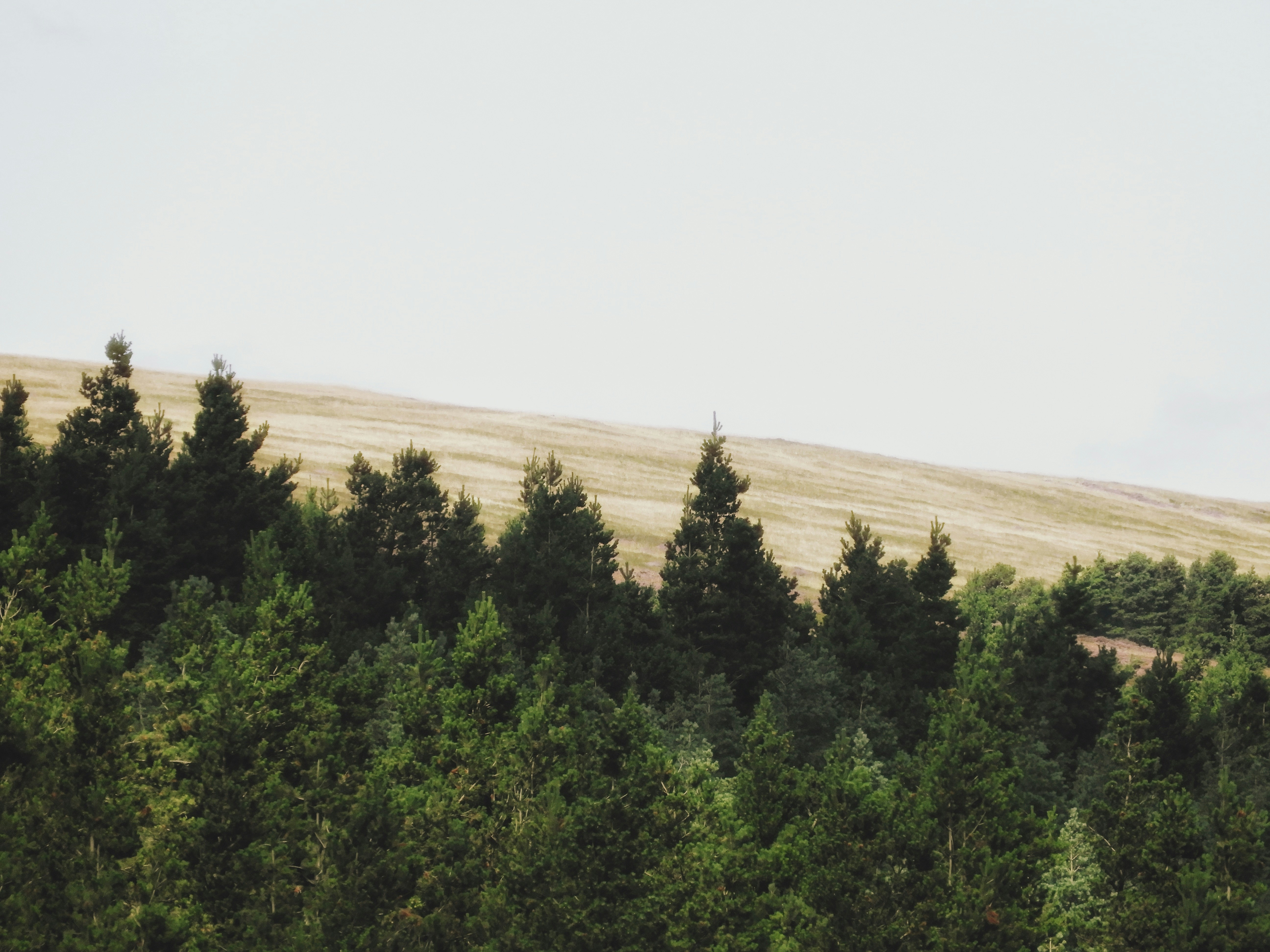 Lush green conifers stand in contrast to a gently sloping, grassy hillside under a pale sky. The scene captures the tranquility of nature's layered landscapes.