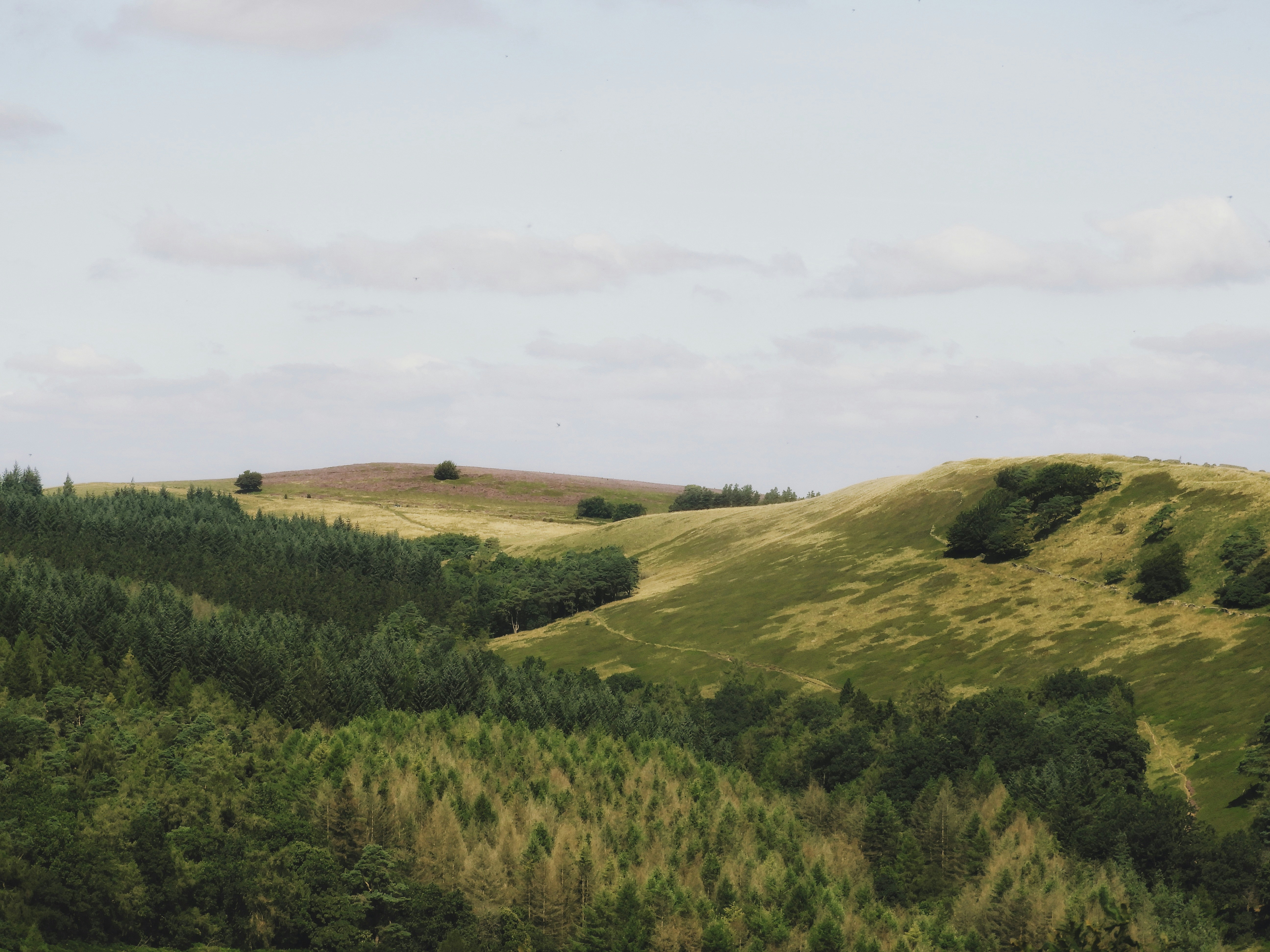 Lush green hills gently undulating under a soft sky, with patches of trees creating a serene landscape.