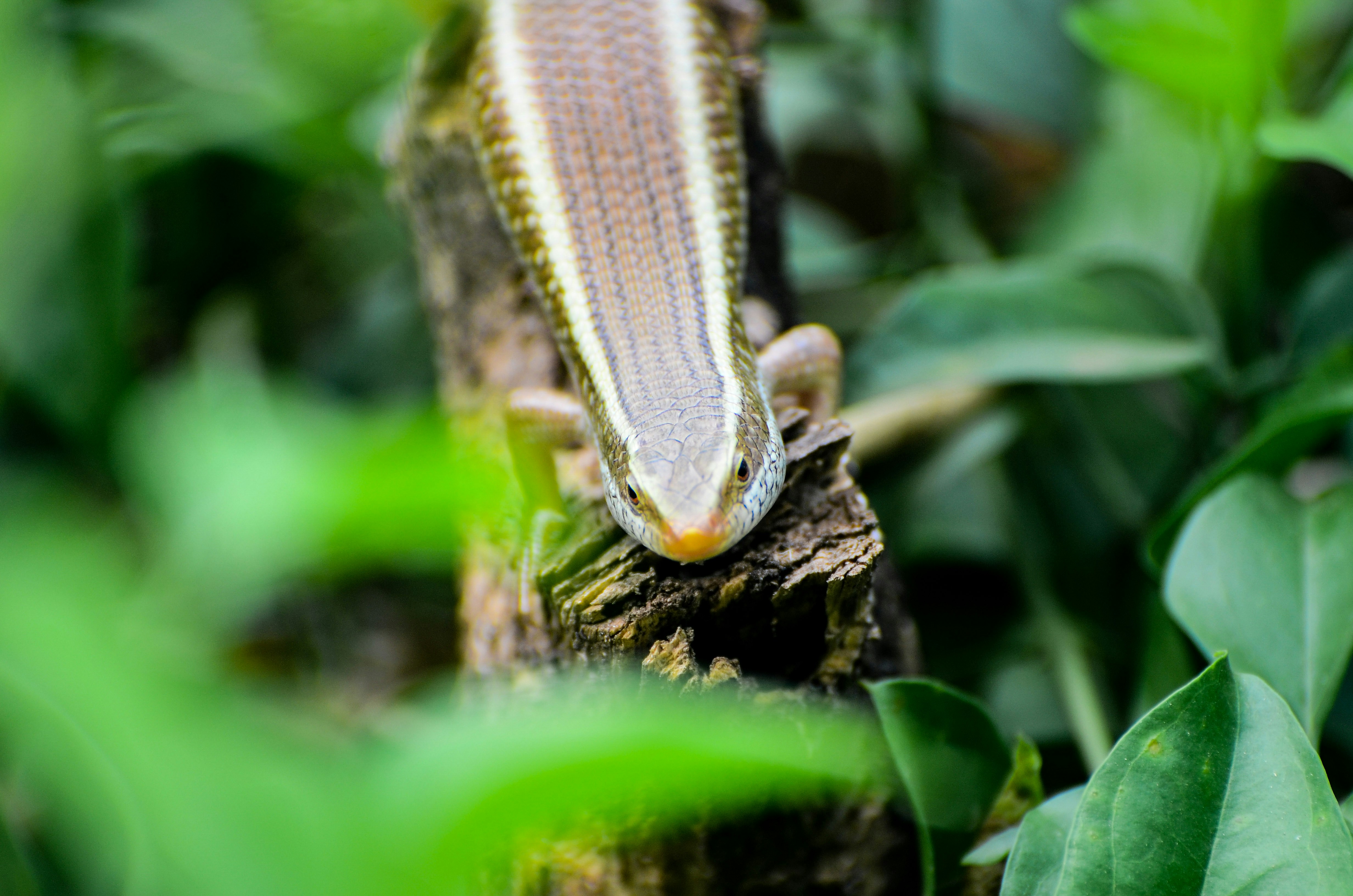 Mossbound Gaze: Close-Up of a Snake's Head Amid Green Foliage