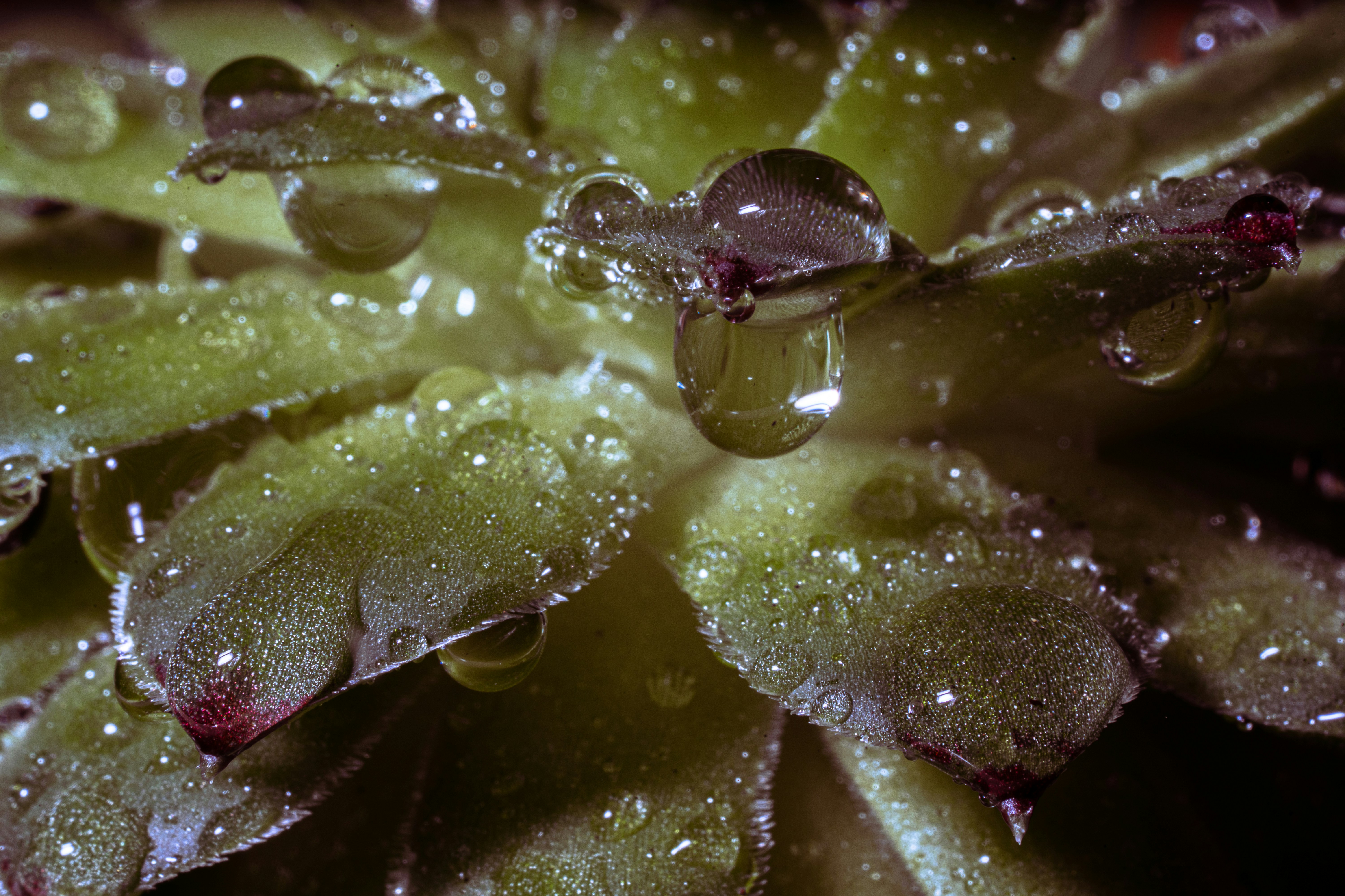 Dew Crown on Velvet Green: A Macro Moment on a Dewy Succulent Leaf