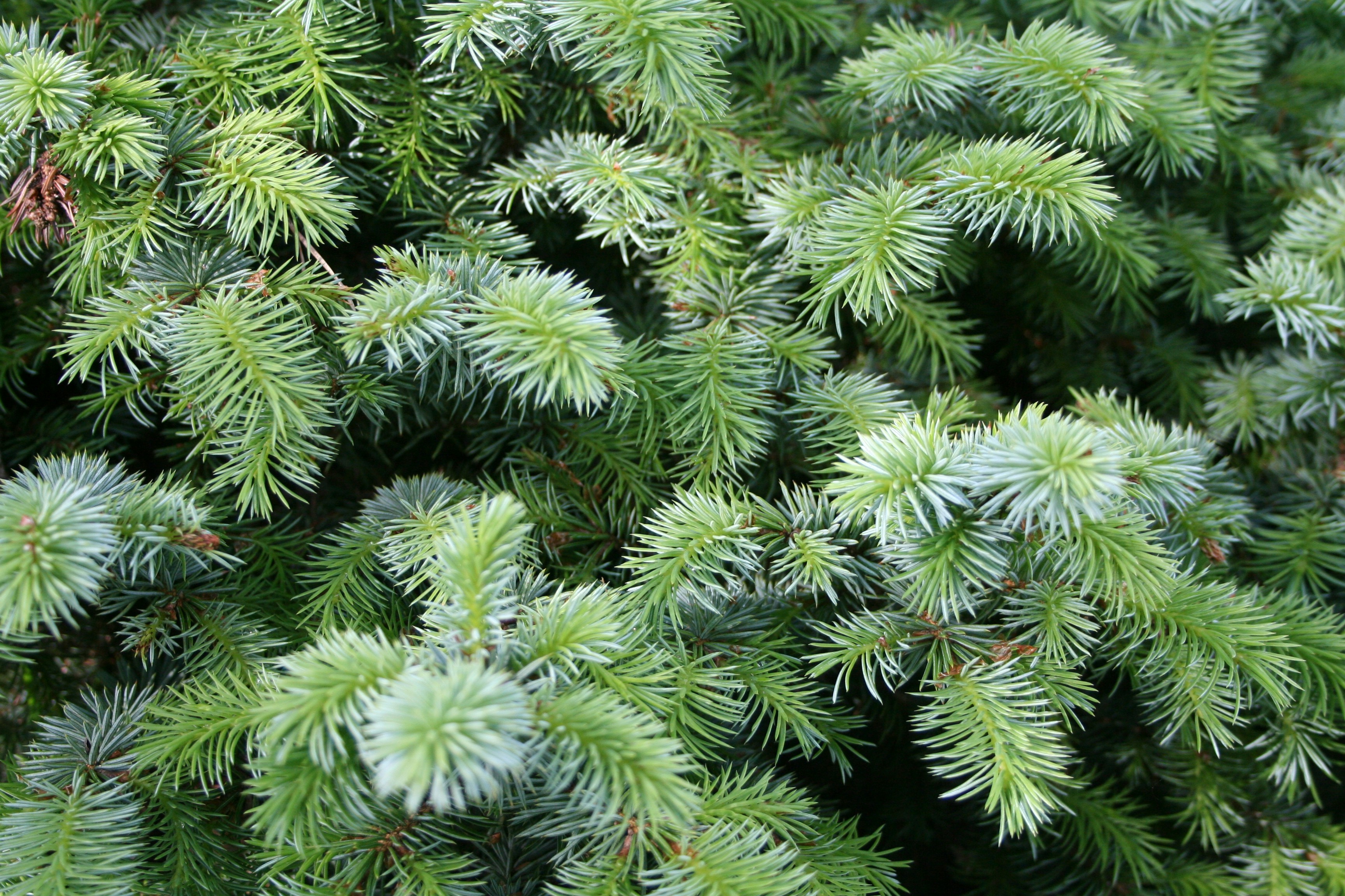 Lush green conifer branches creating a dense, textured backdrop with varying shades of green.