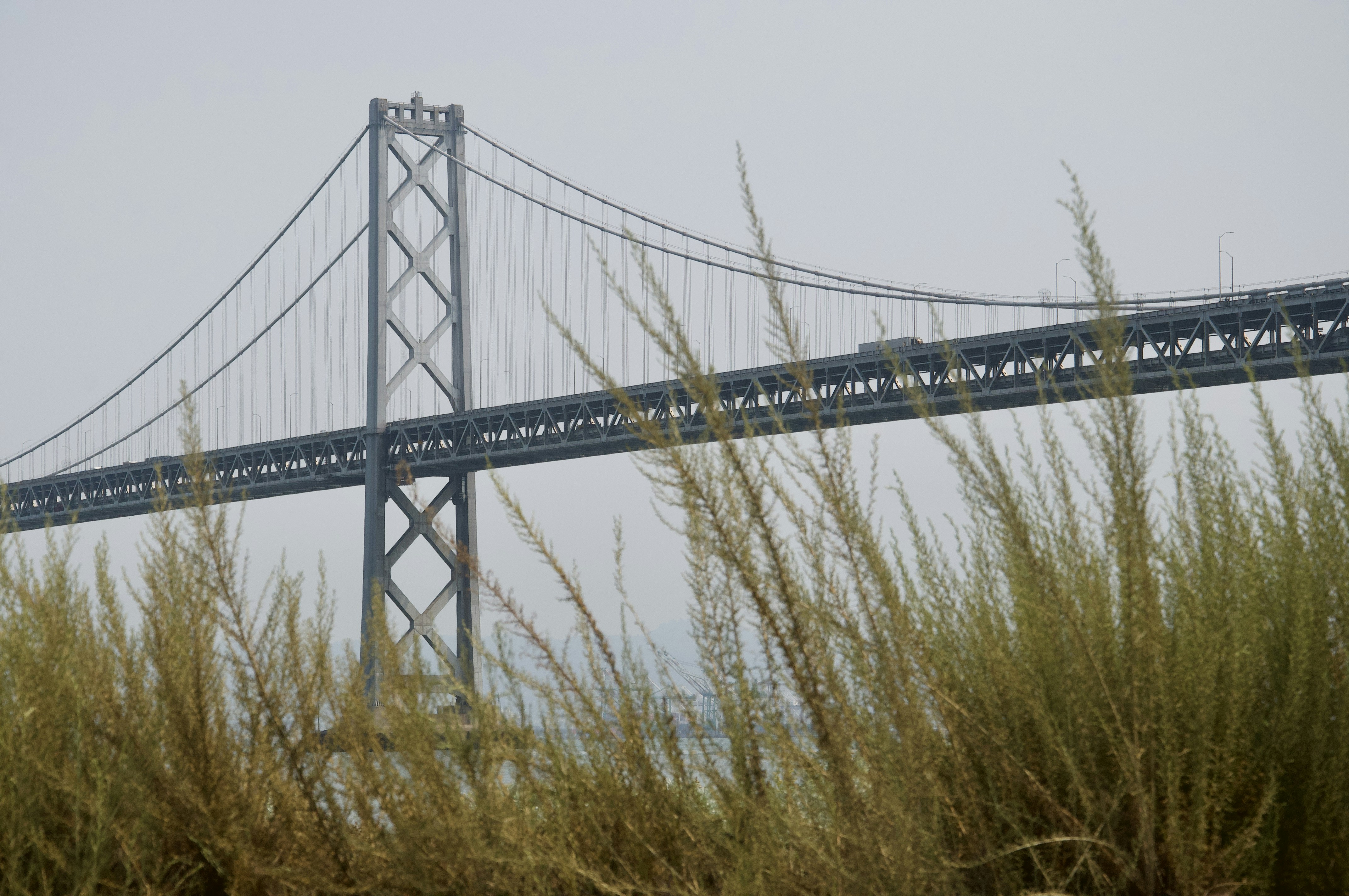 Suspended Lines: A Bridge Silhouette Behind Wild Grass