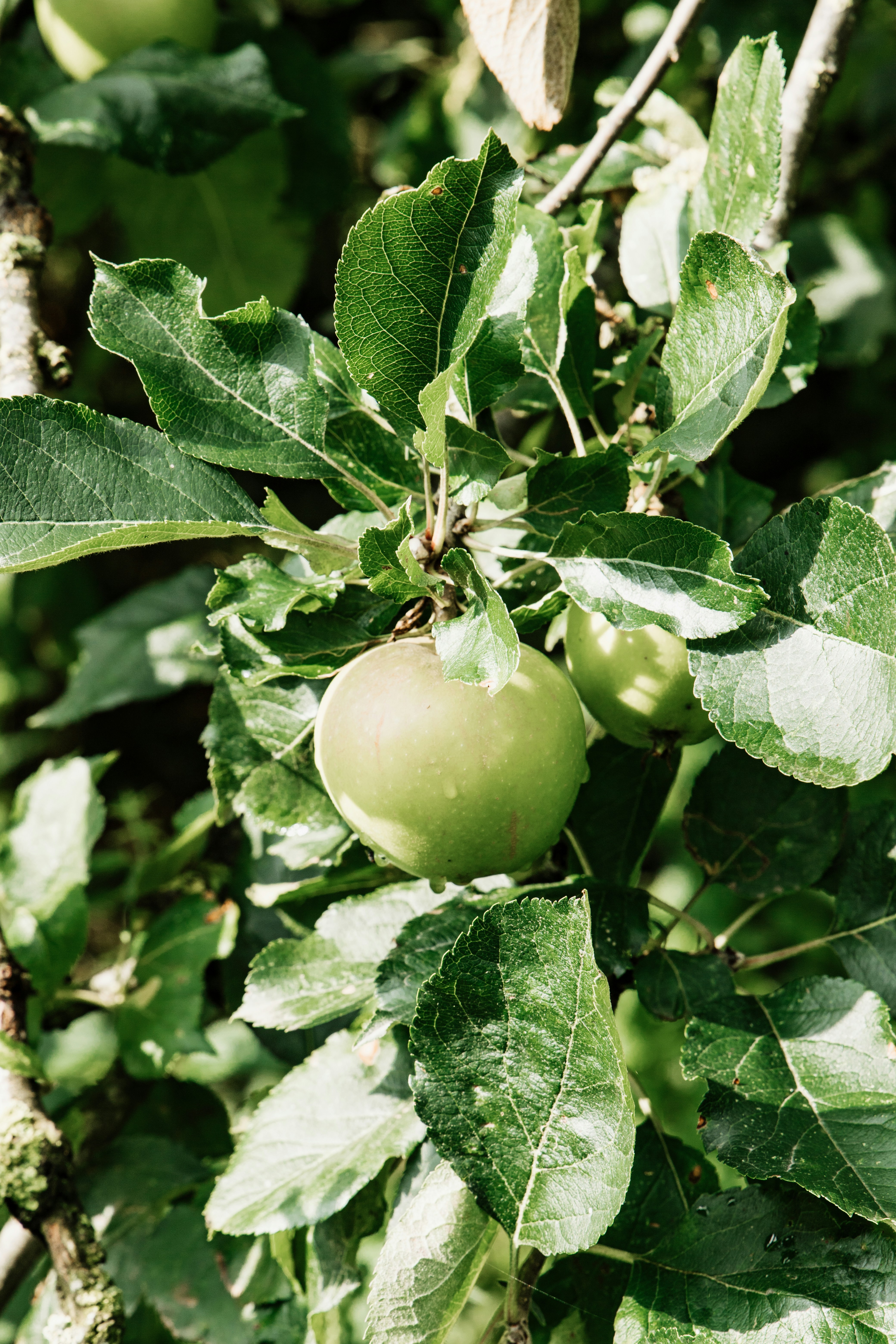 Fruit rond vert sur arbre photo – Photo Plante Gratuite sur Unsplash
