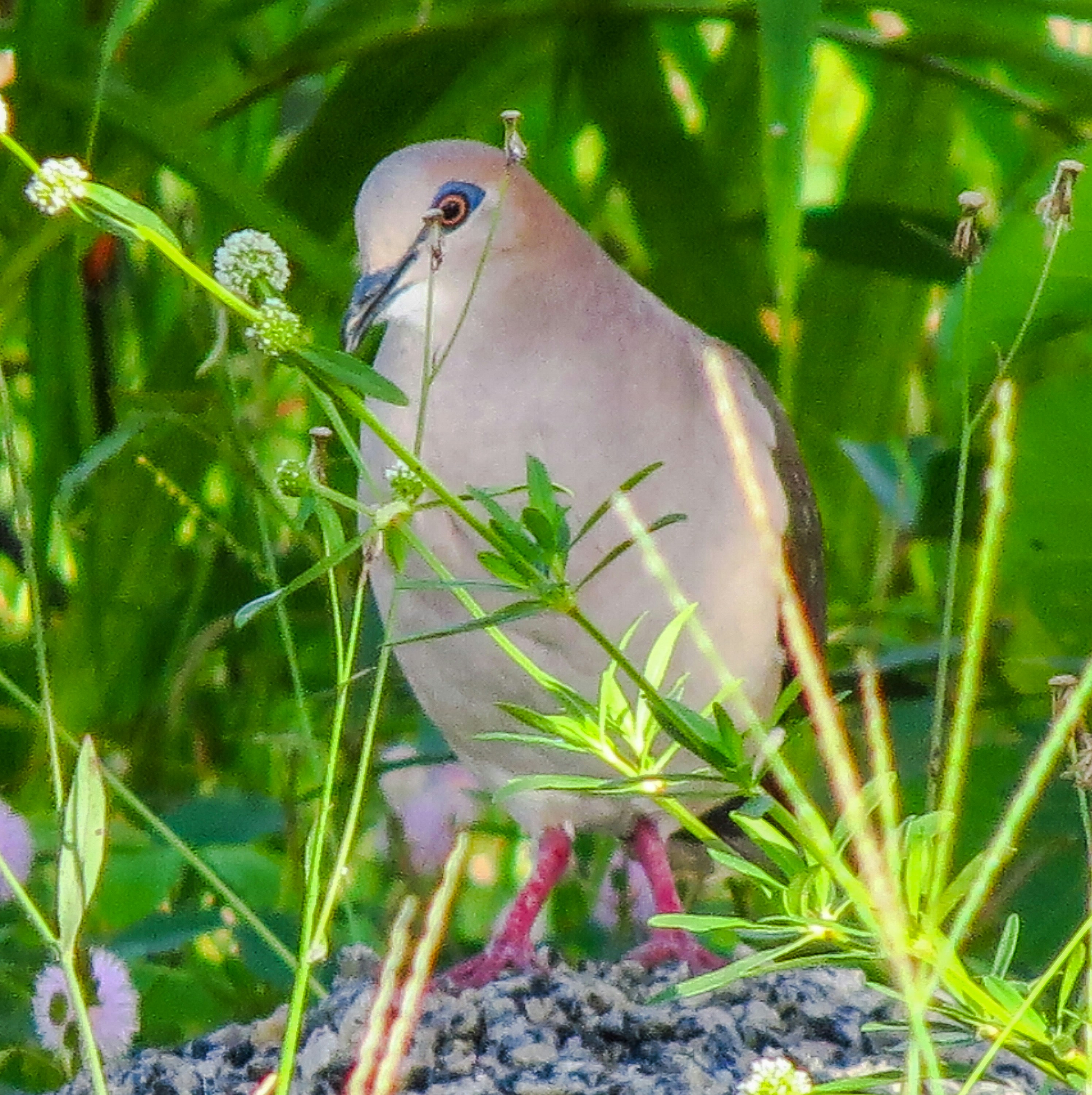 brown and white bird on gray rock