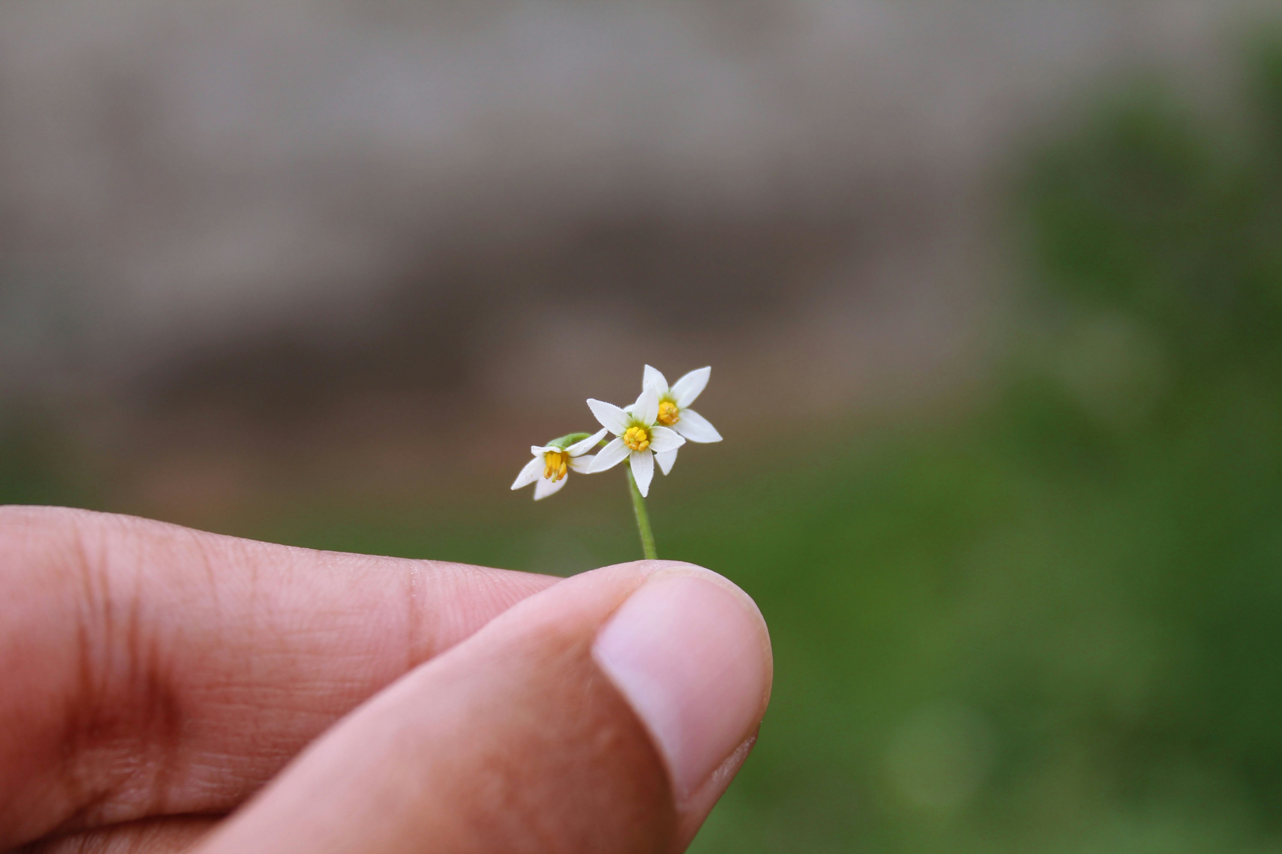 Pinched Micro Bloom: Tiny White Flower in Sharp Focus