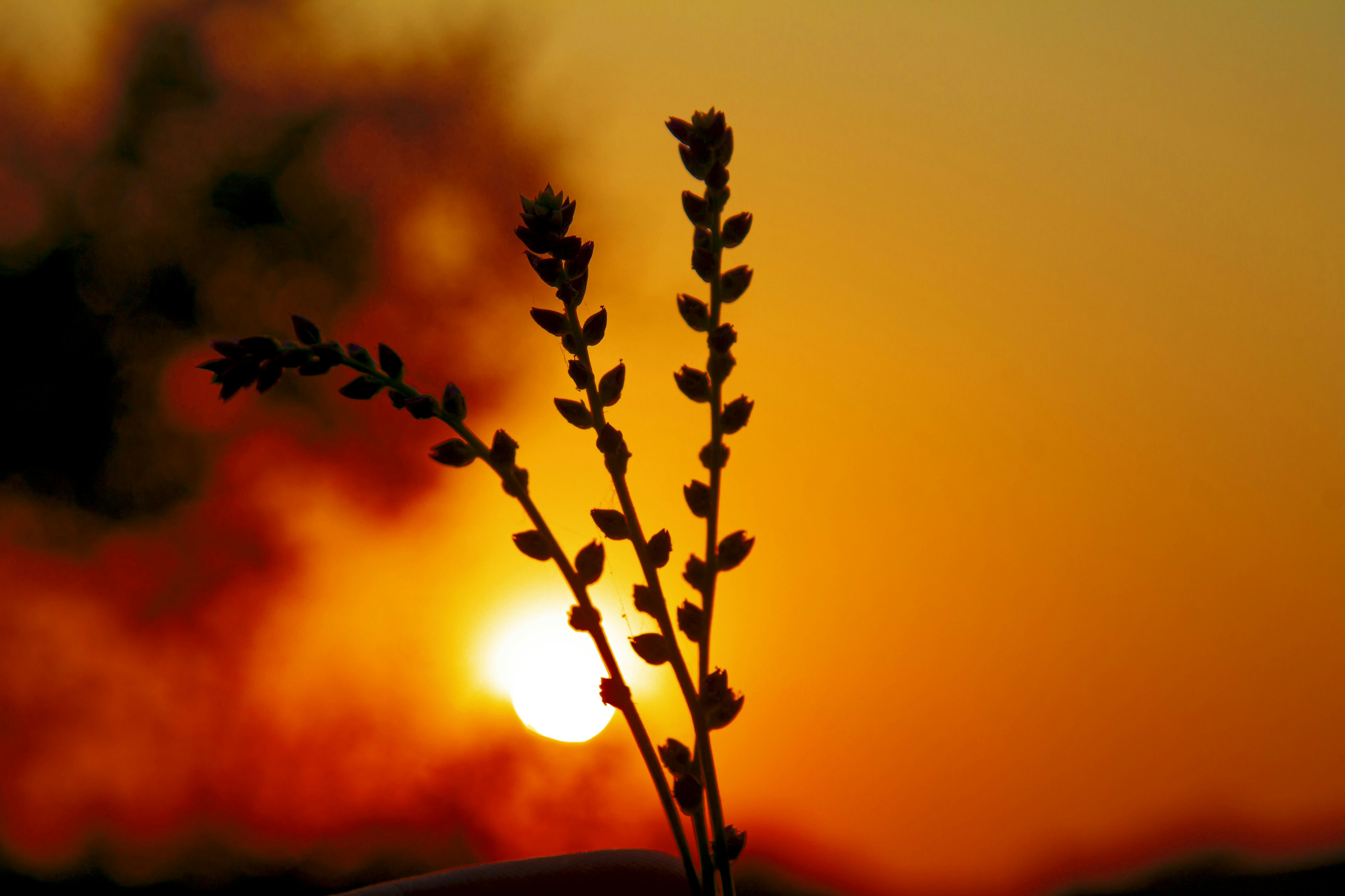 Delicate silhouettes of slender plants against a vibrant sunset backdrop, capturing the tranquility of twilight.