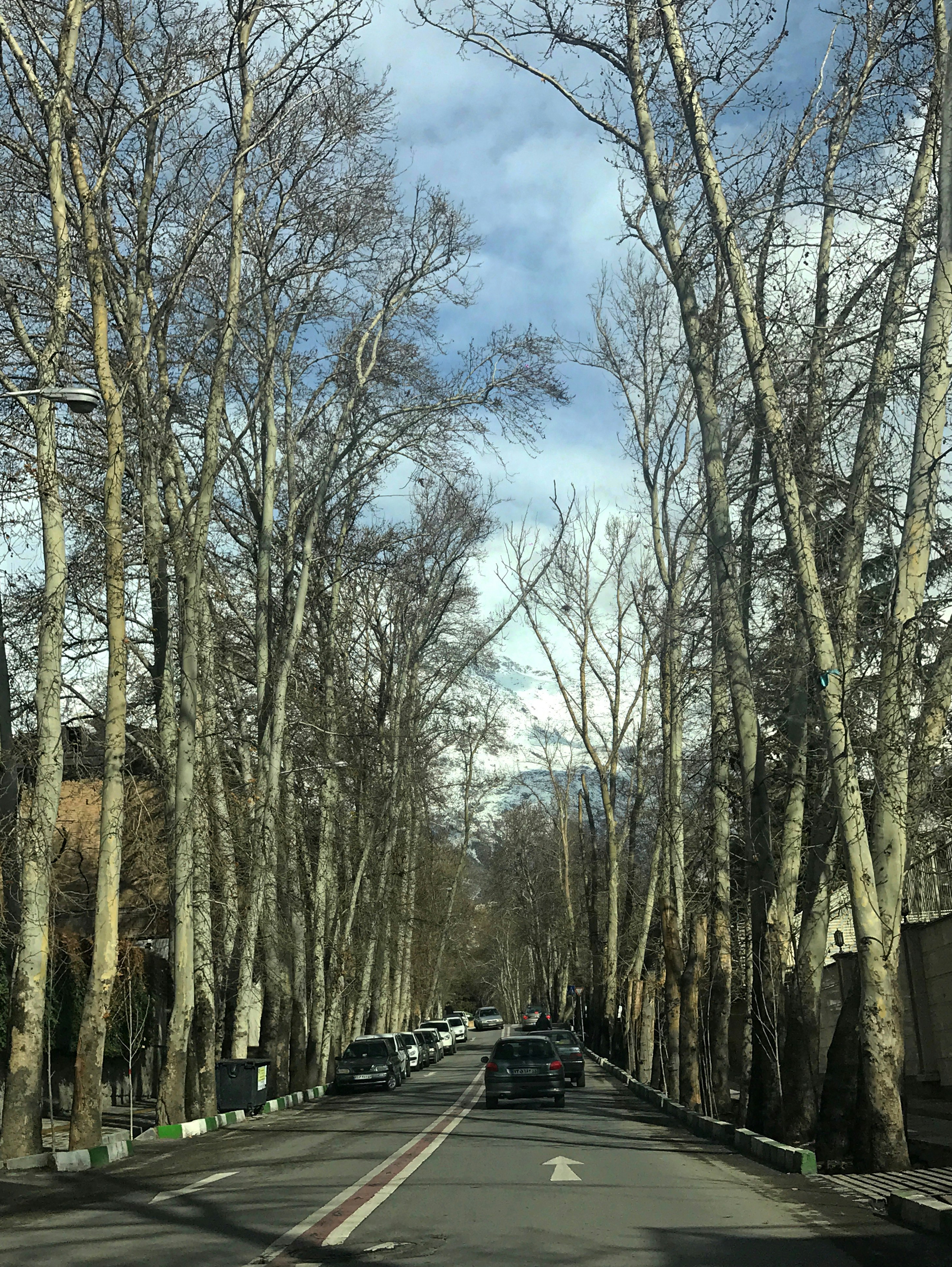 Vanishing Lane Between Winter Skeleton Trees