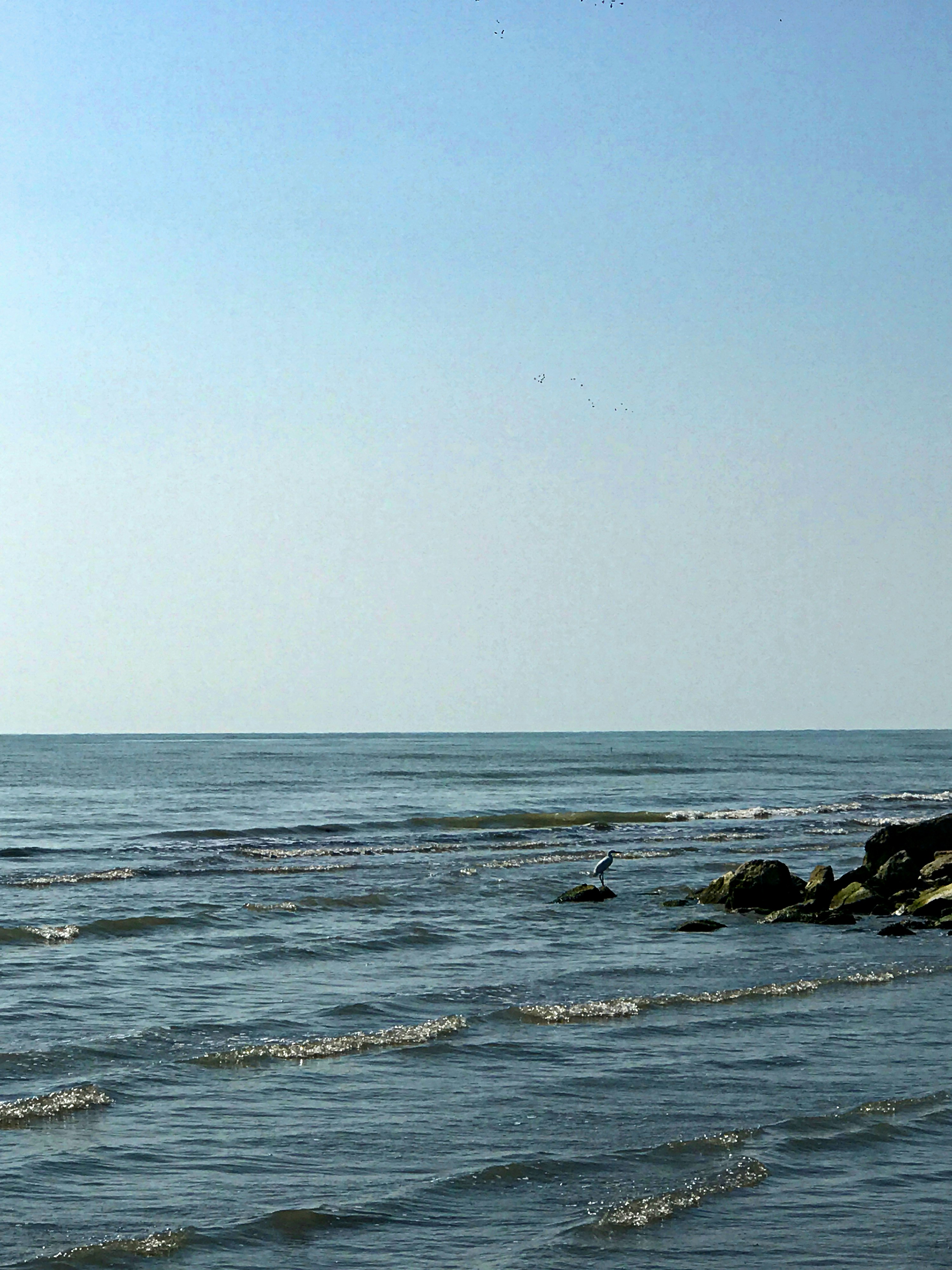 A solitary bird perched on a rock amidst gentle waves under a clear blue sky. The tranquil coastal scene evokes a sense of peace.