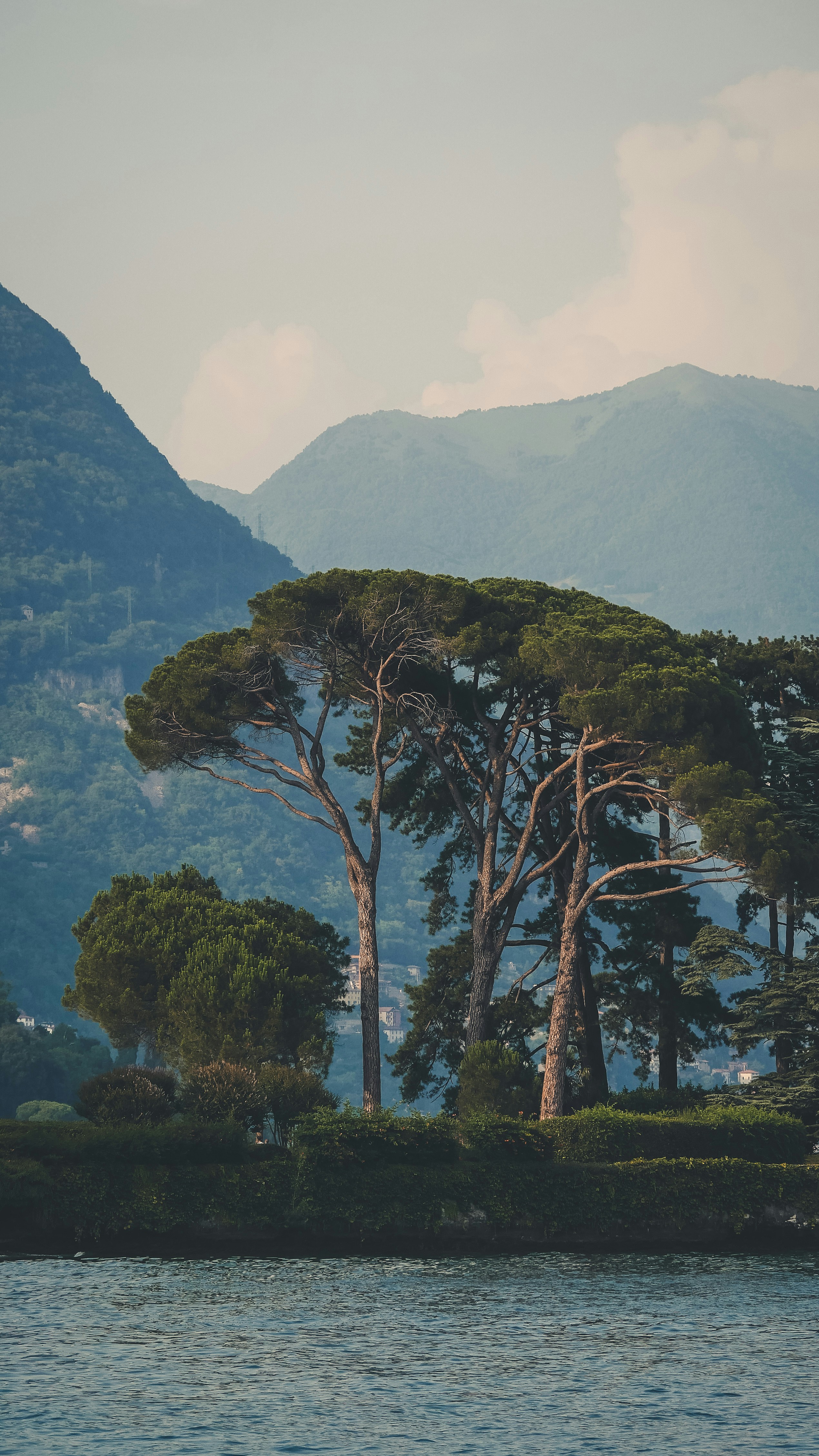 Lone Windswept Pines Guard a Quiet Waterfront