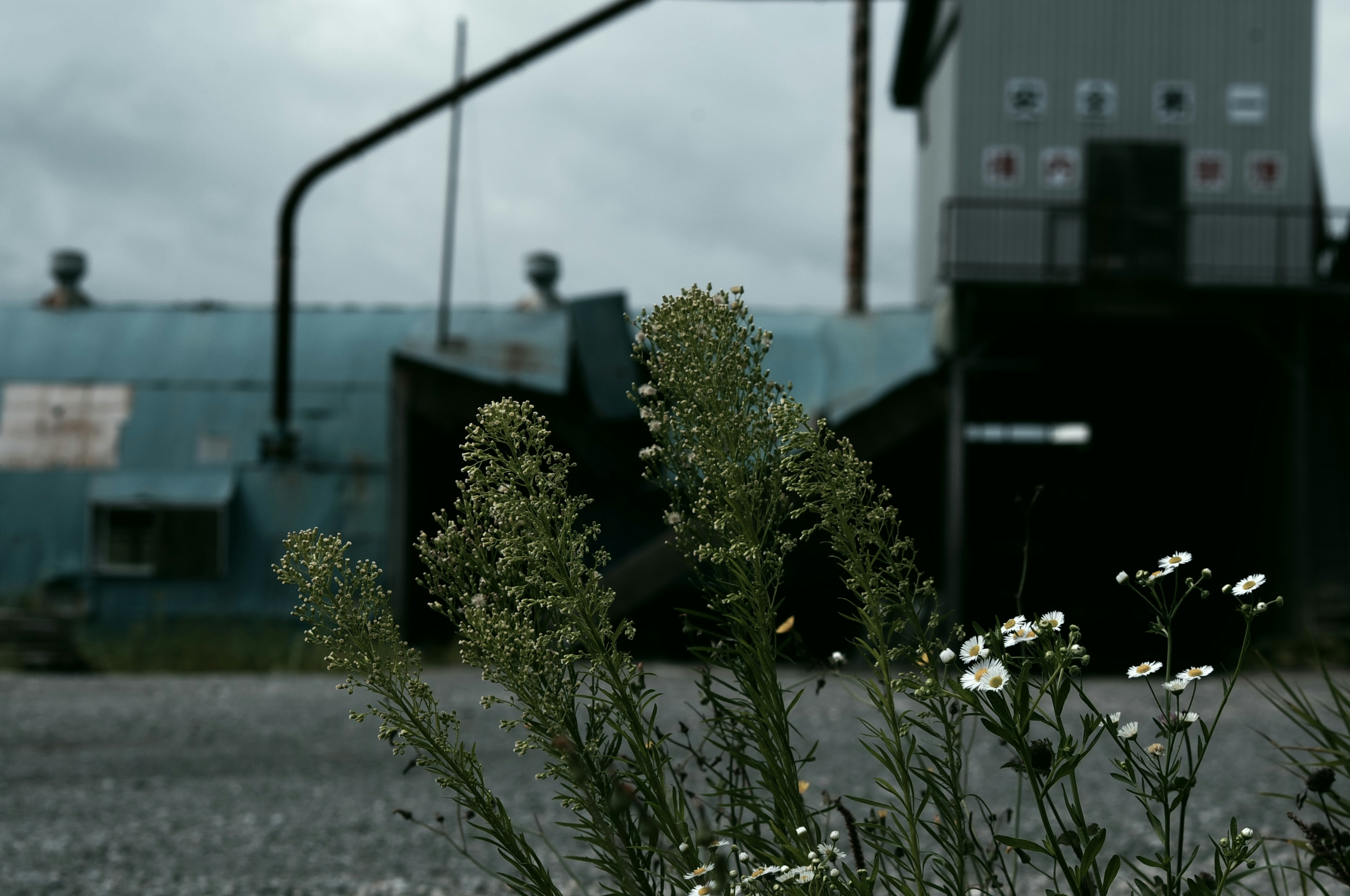 Wild plants growing against the backdrop of an industrial building under a cloudy sky.