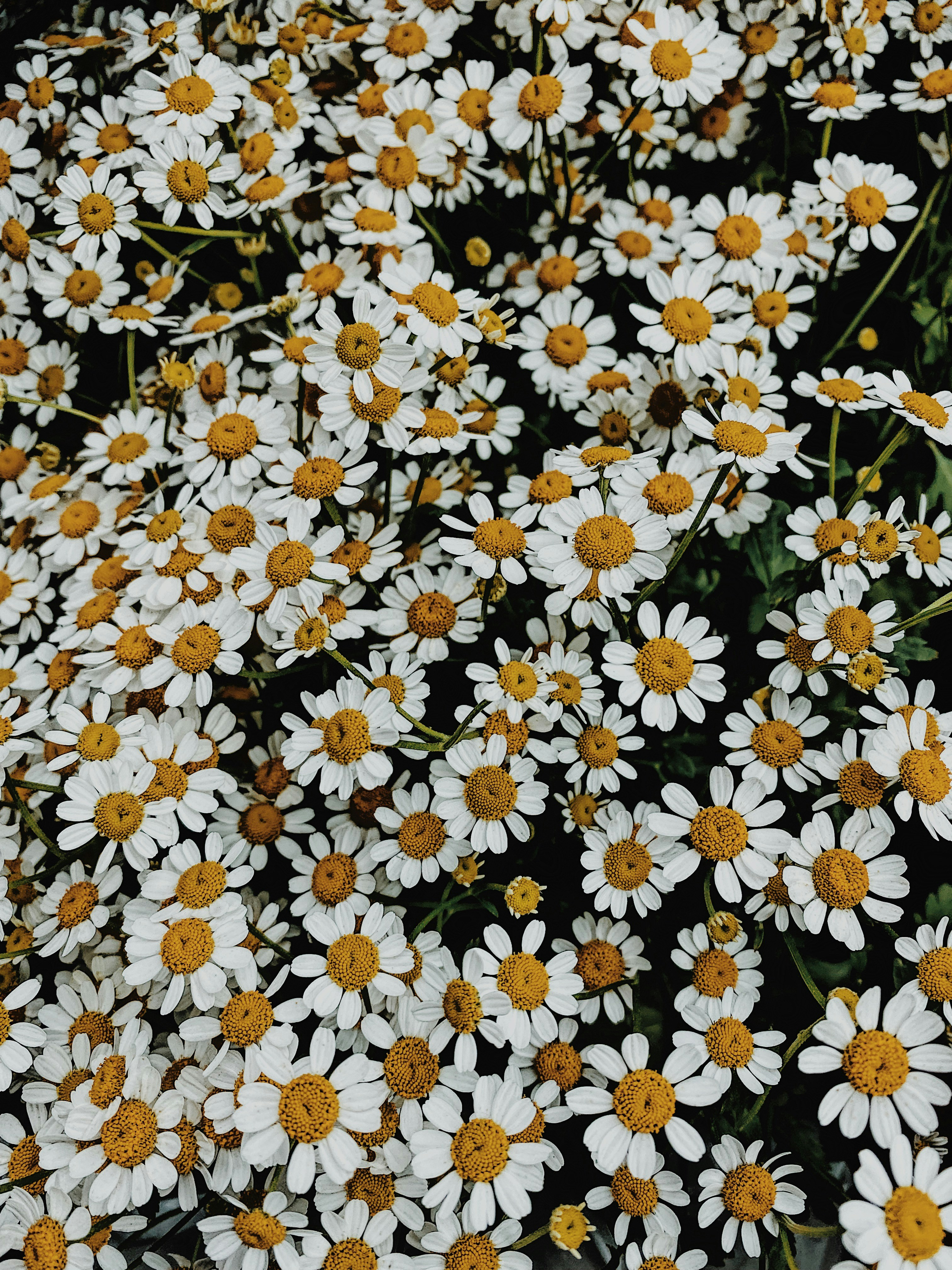 A vibrant patch of daisies with white petals and golden centers, creating a lively tapestry of nature's beauty.