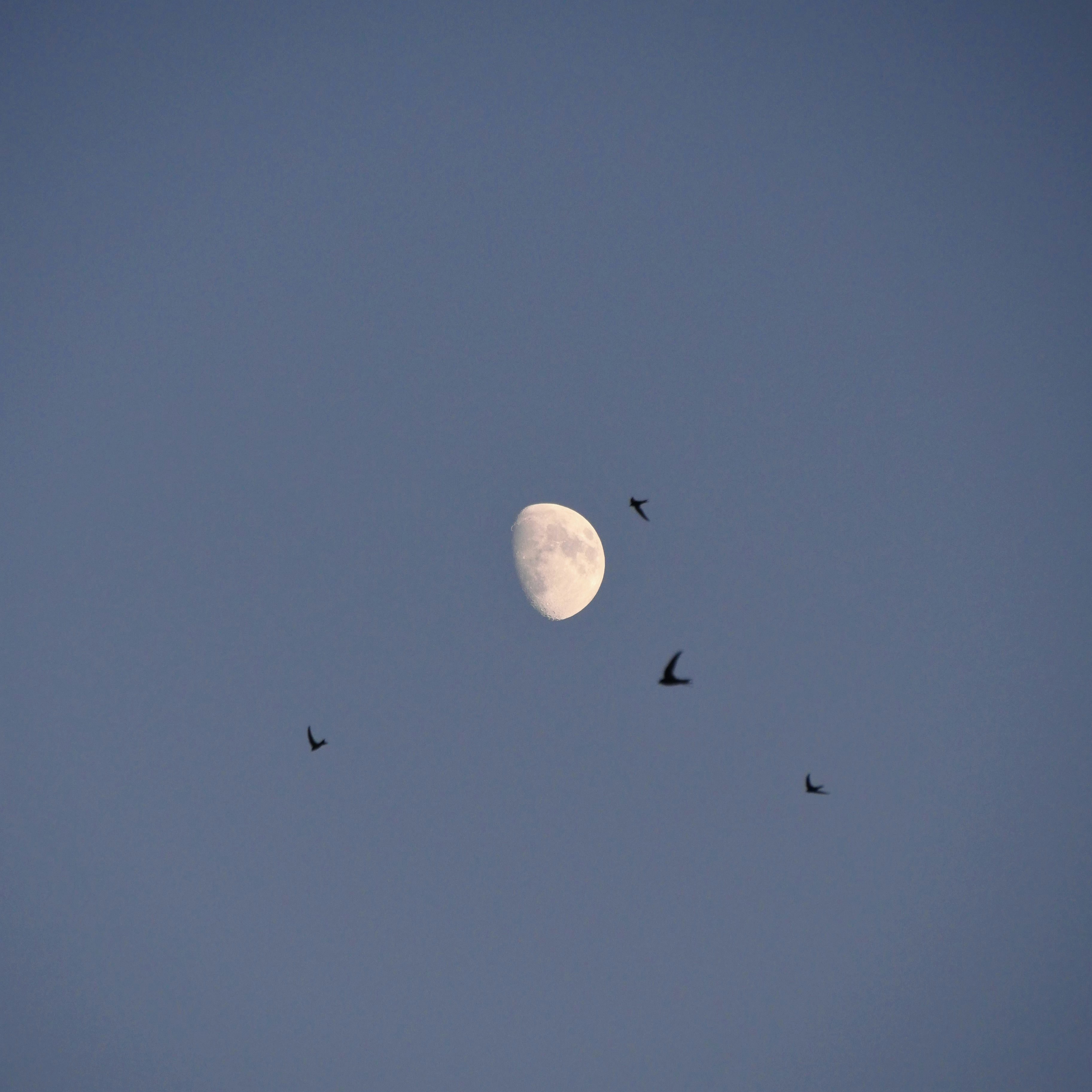 A calm blue sky photograph shows a moon surrounded by silhouetted birds in flight.