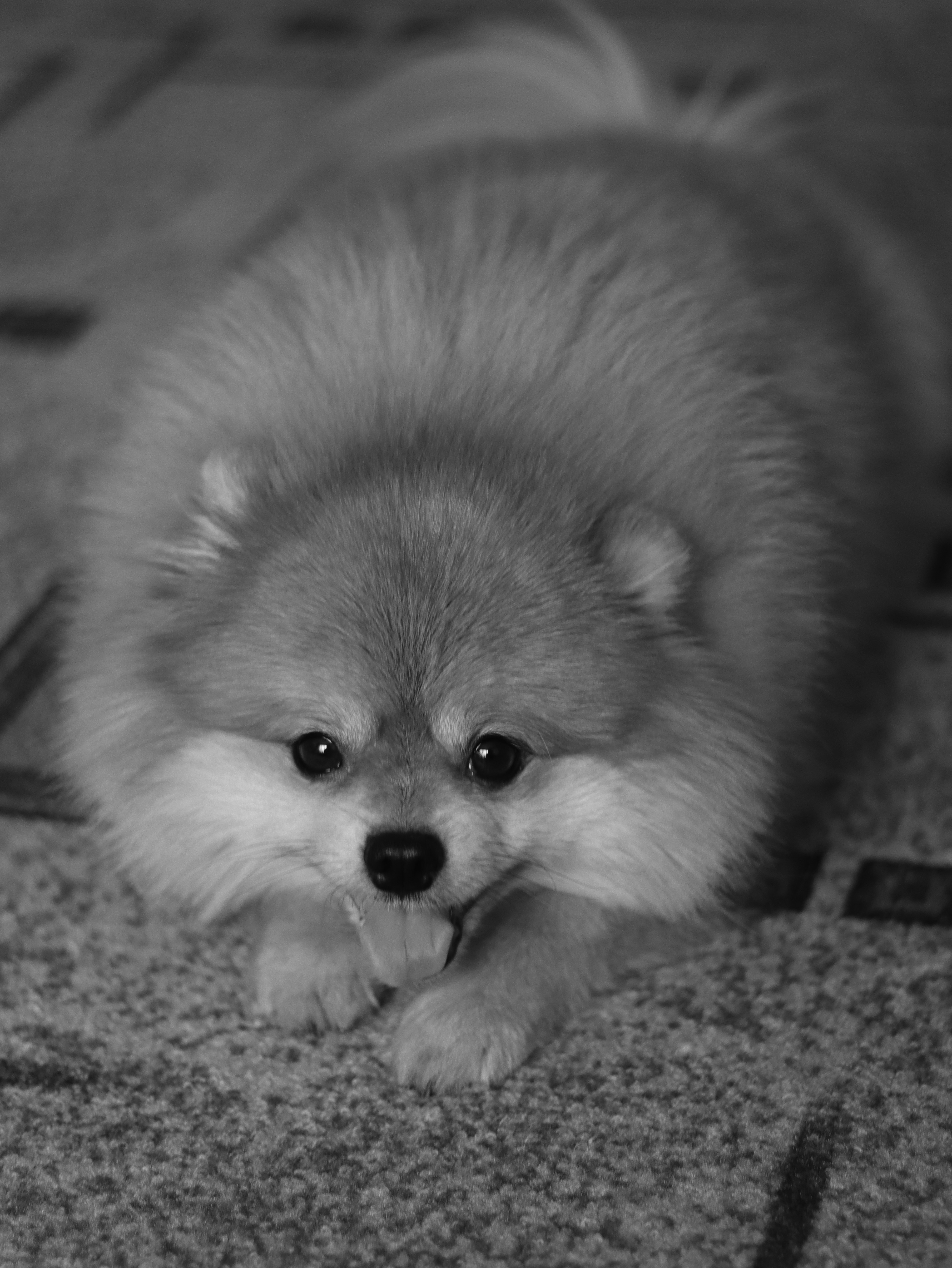 Gray Pomeranian Puppies