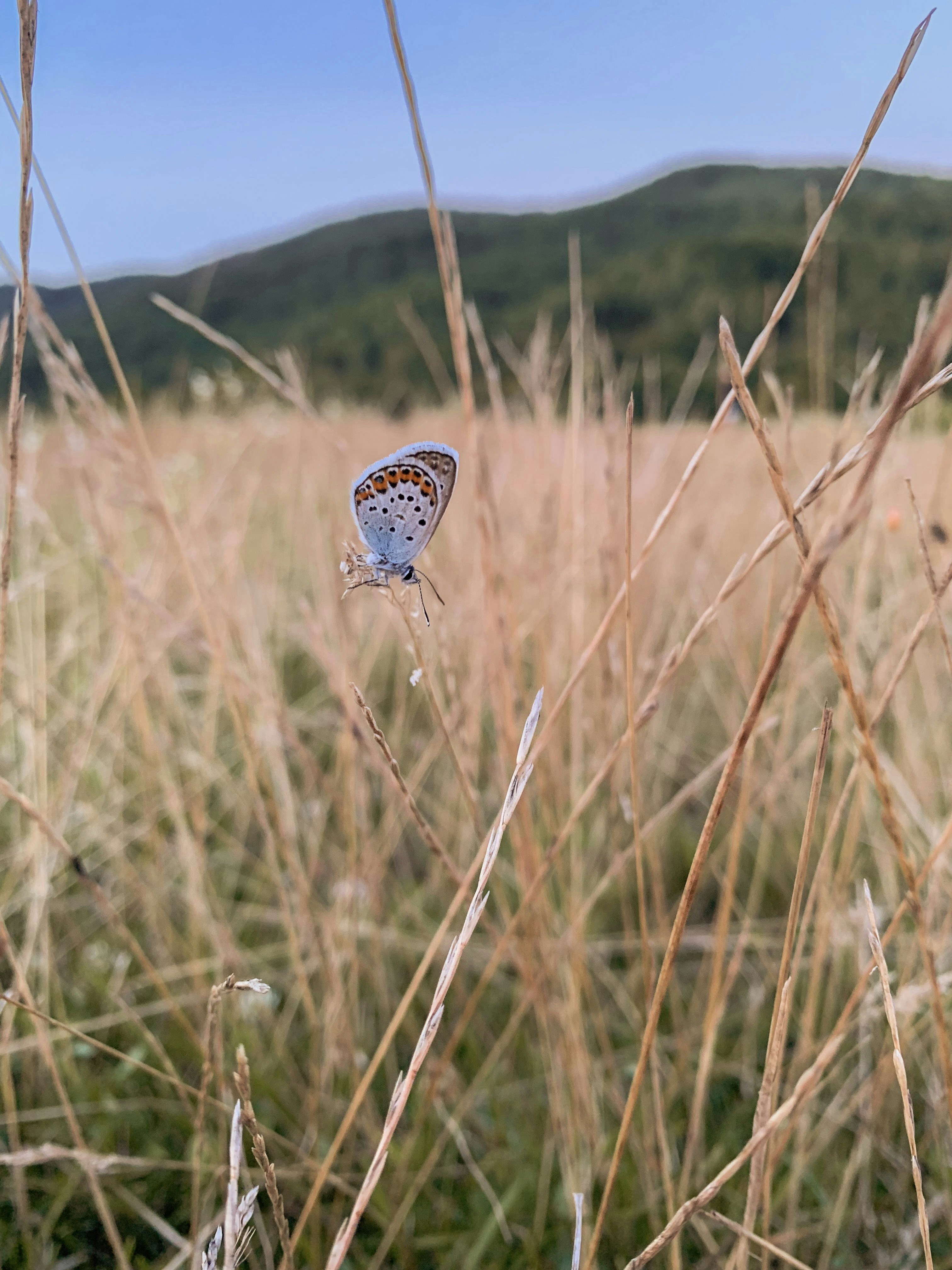 Azure Butterfly on Sunlit Meadow Grasses with Distant Hills