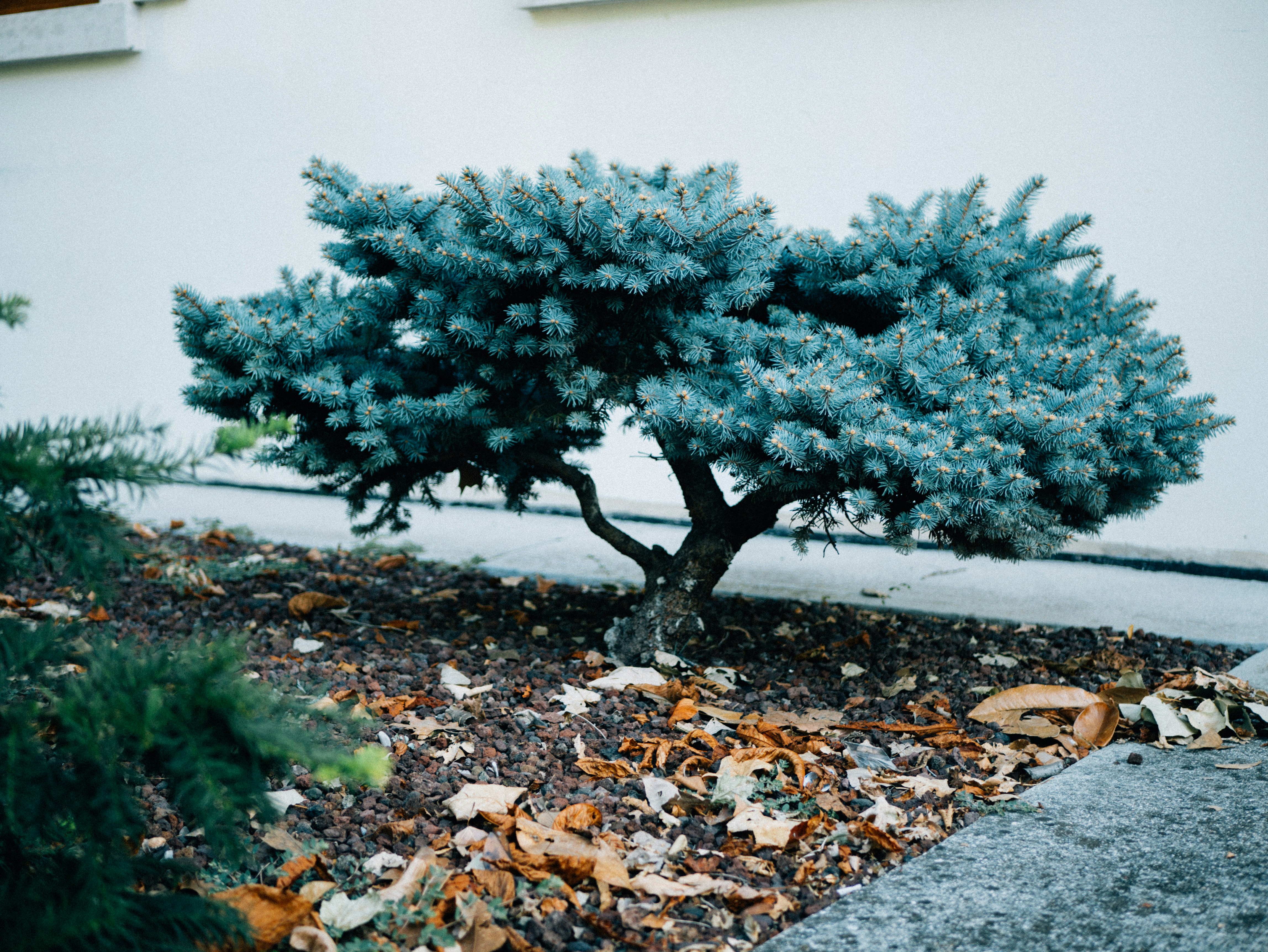 Little Tree Pictures | Download Free Images on Unsplash