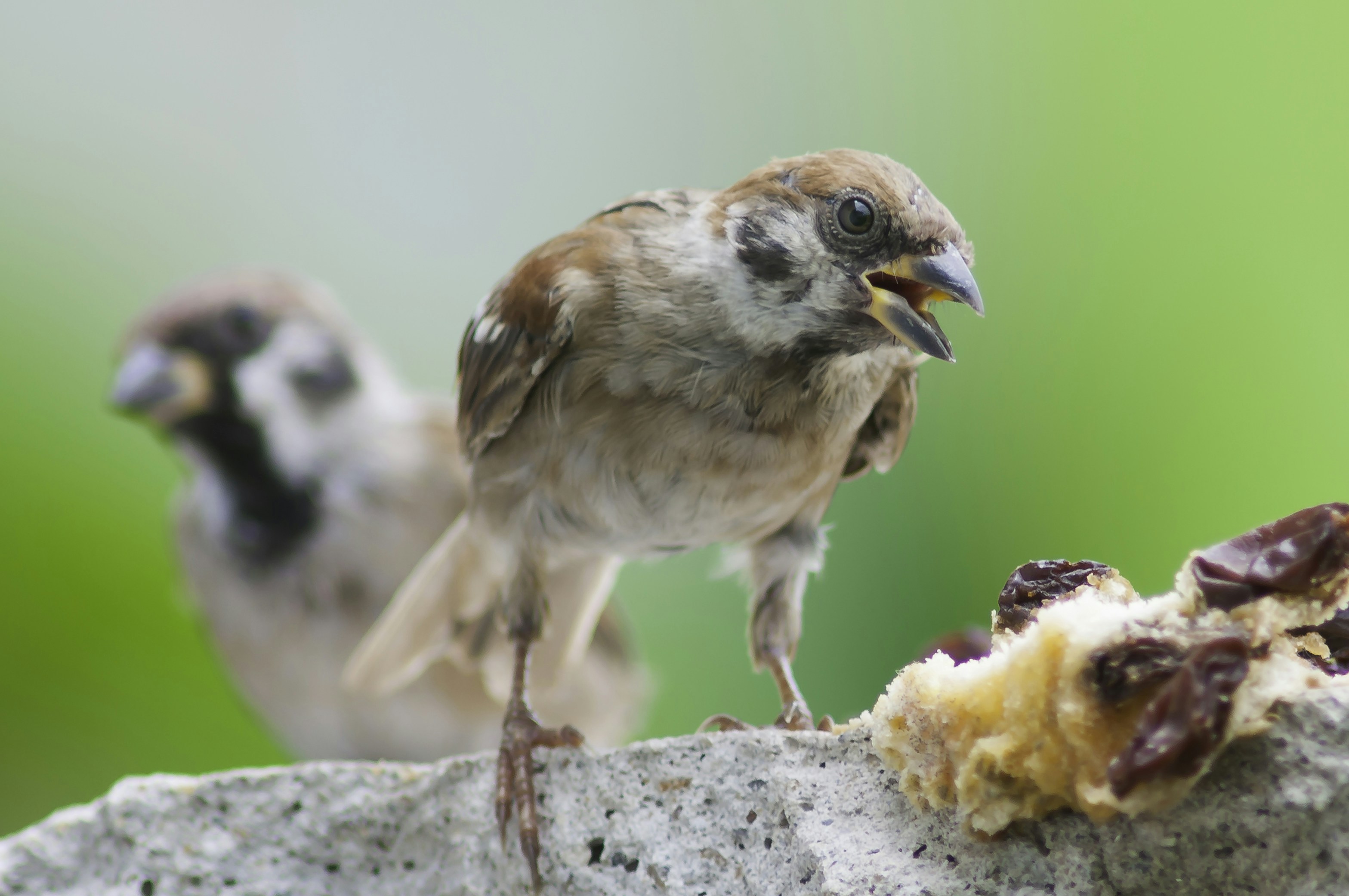 Two sparrows interacting near a crumb of food on a stone surface, showcasing their lively behavior in a natural setting.