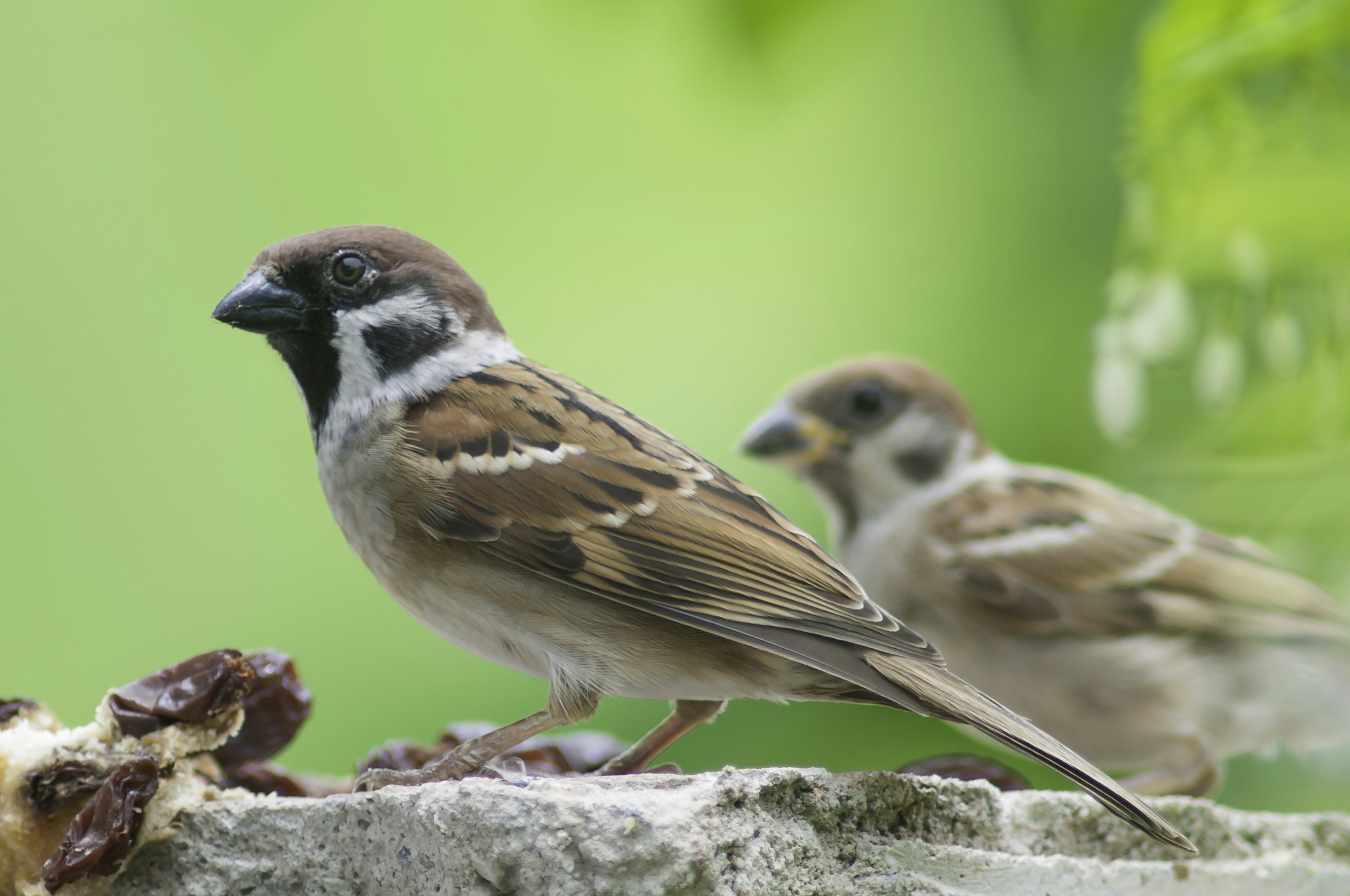 A common house sparrow perched on a feeder.