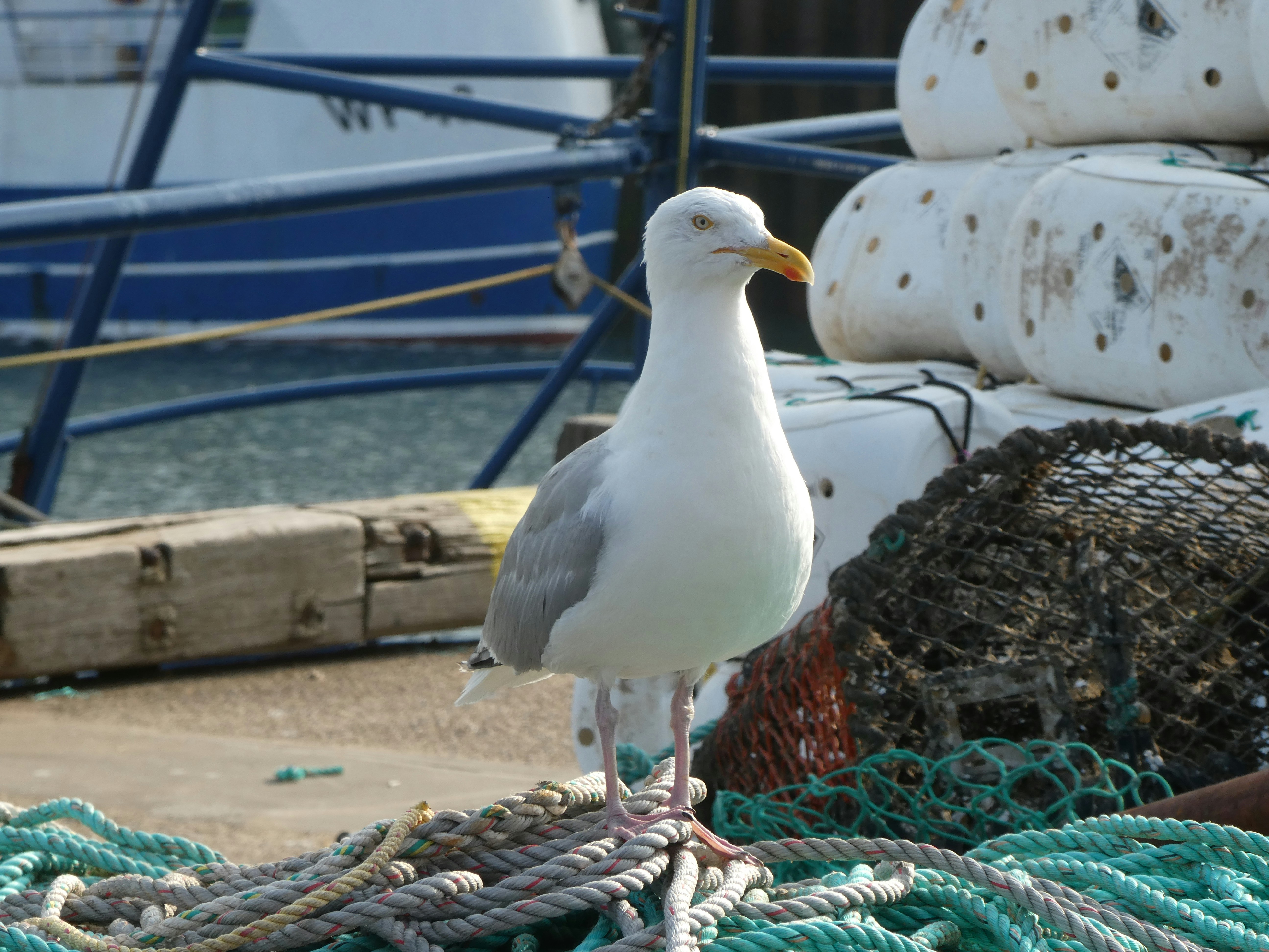 A seagull perched confidently on a tangle of fishing ropes, overlooking a harbor scene with boats in the background.