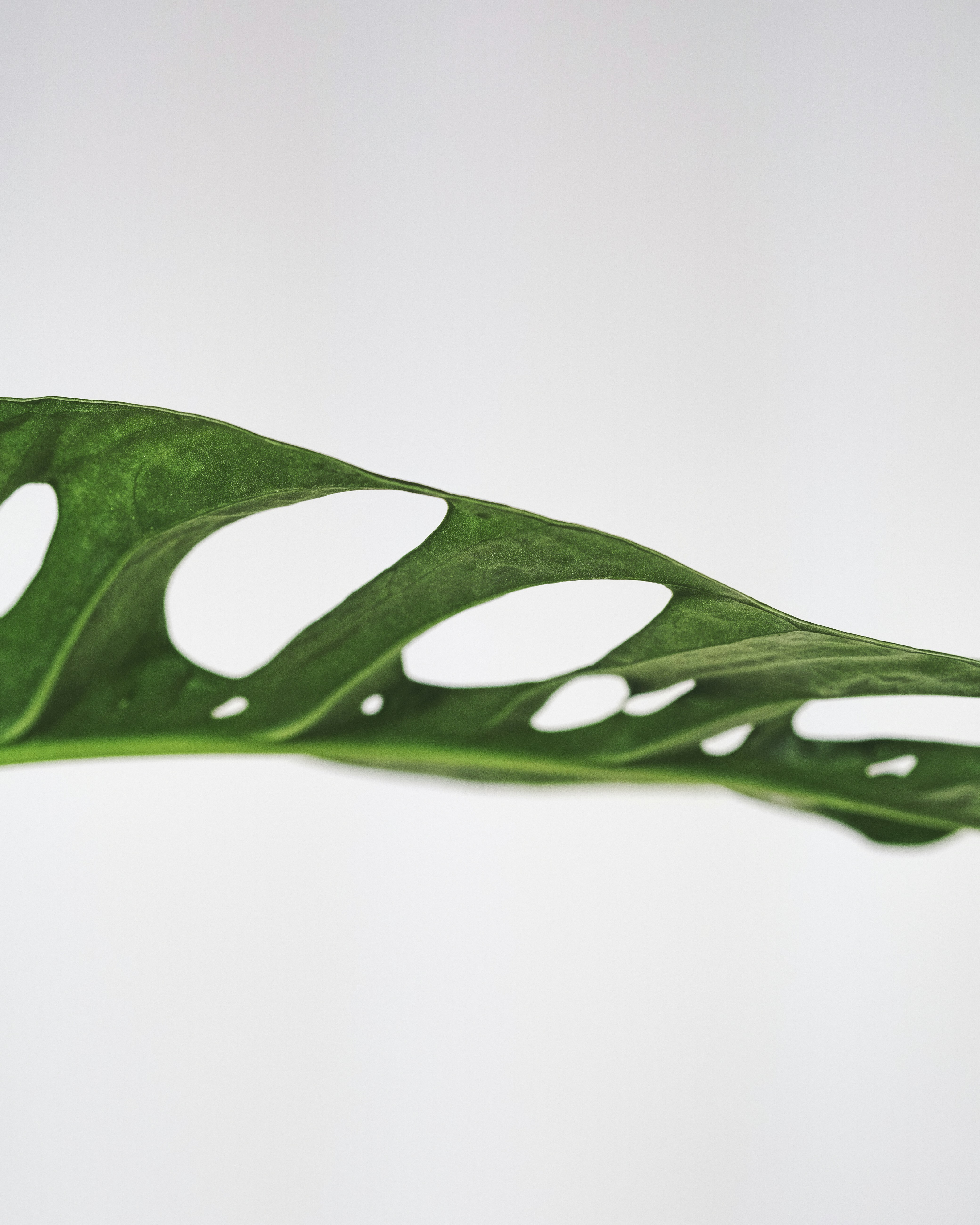 Lattice of Green: Monstera fenestrations against a pale expanse