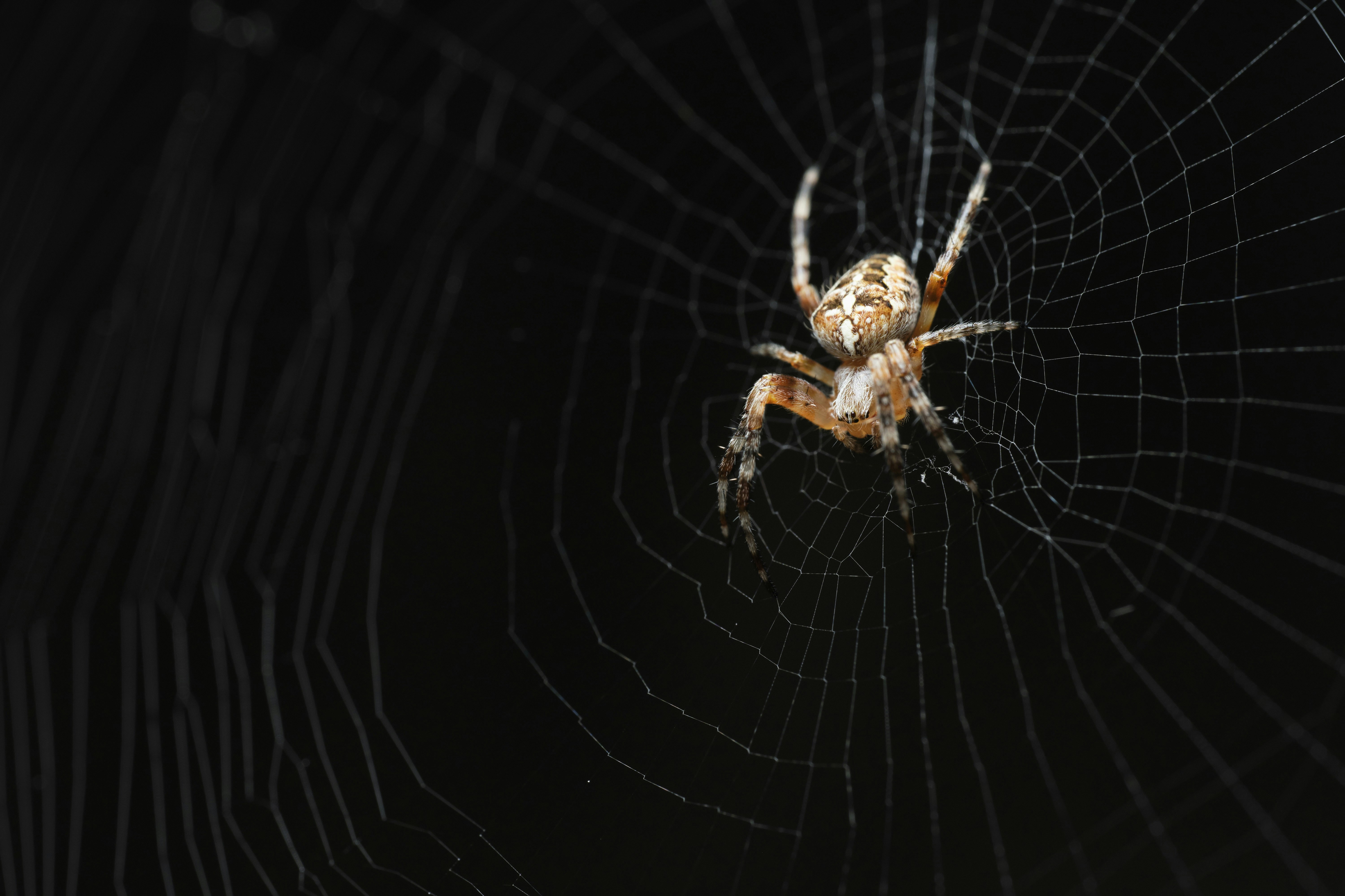 Silken Spotlight: A Spider Anchored in a Night Web