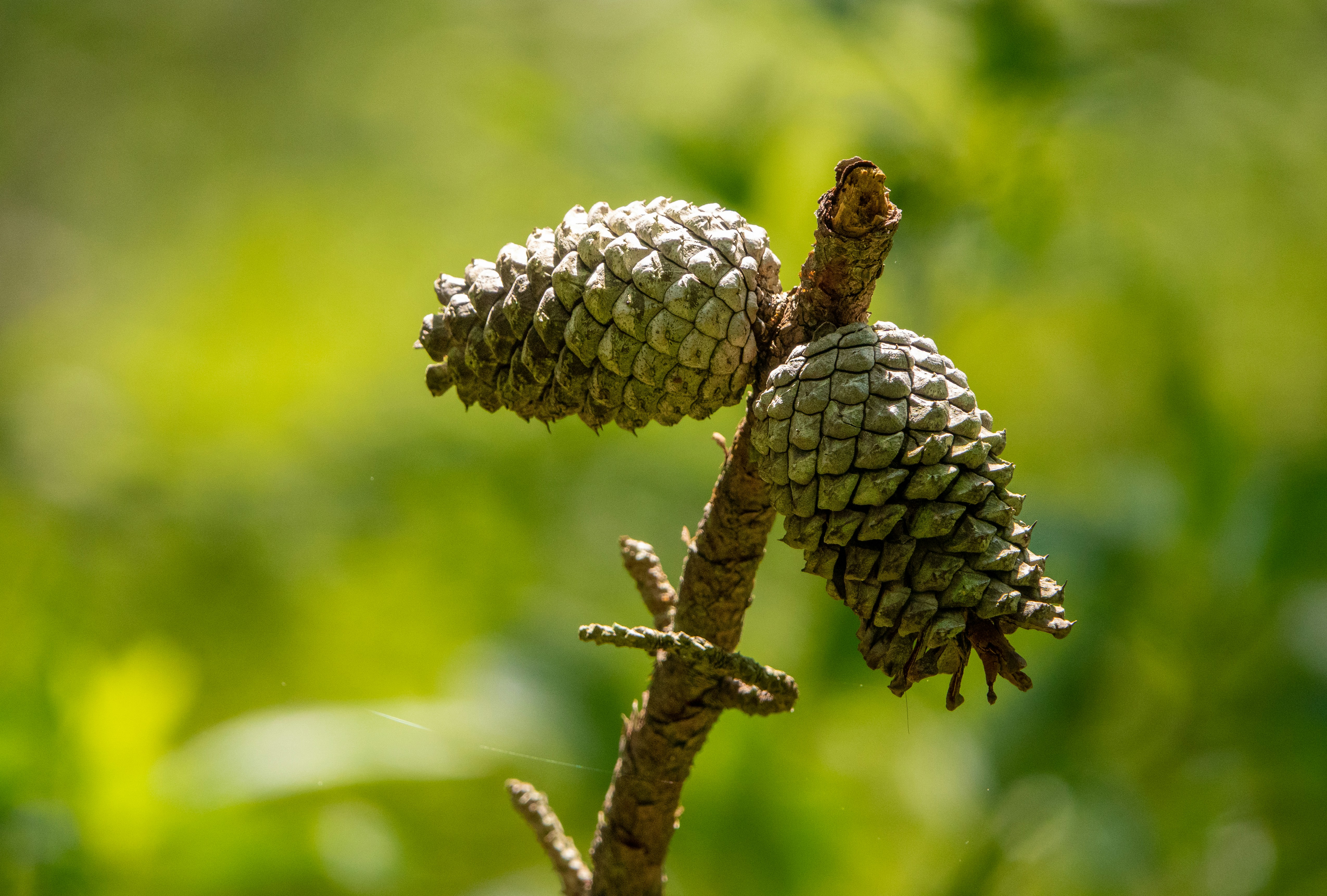 Nature's Cones: A Close-Up Journey