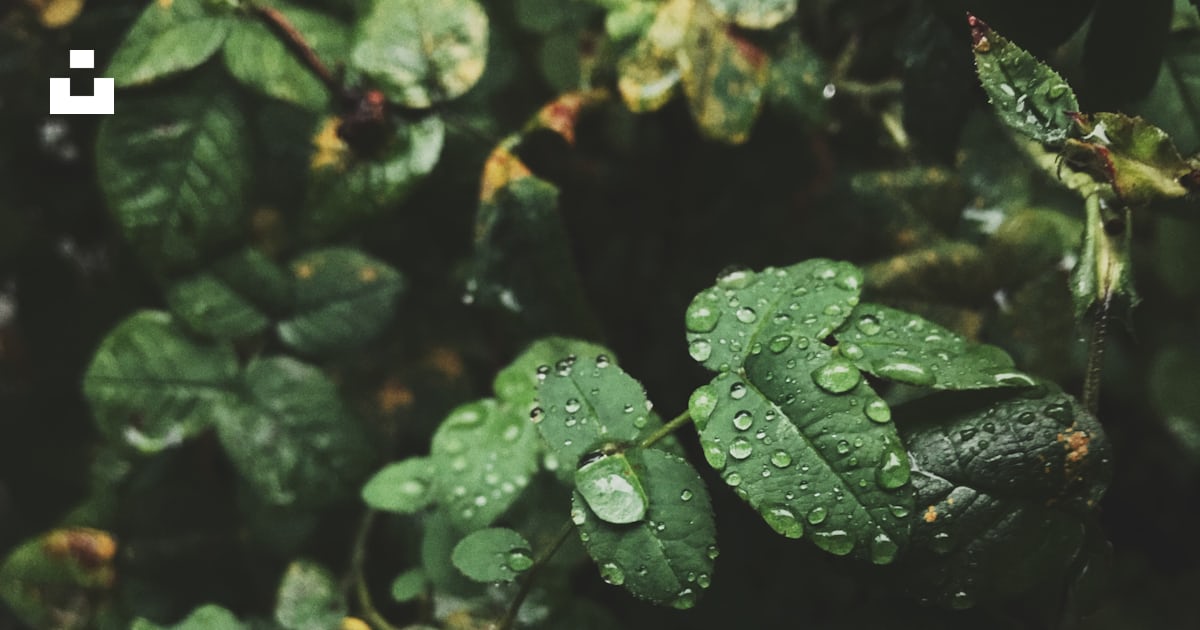 Hojas Verdes Con Flores Blancas Foto Imagen De Hoja Gratuita En Unsplash