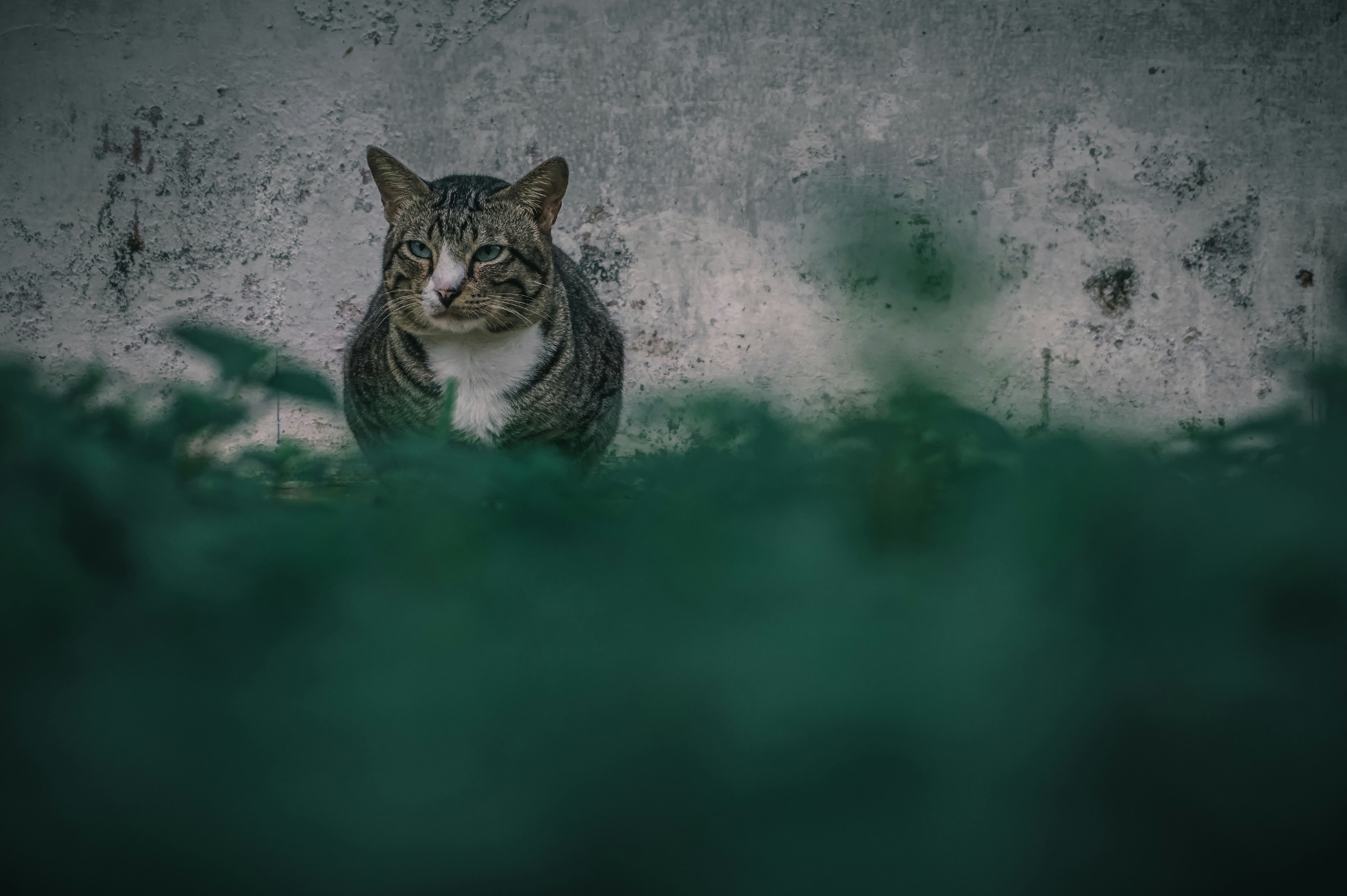 brown tabby cat lying on green and pink textile