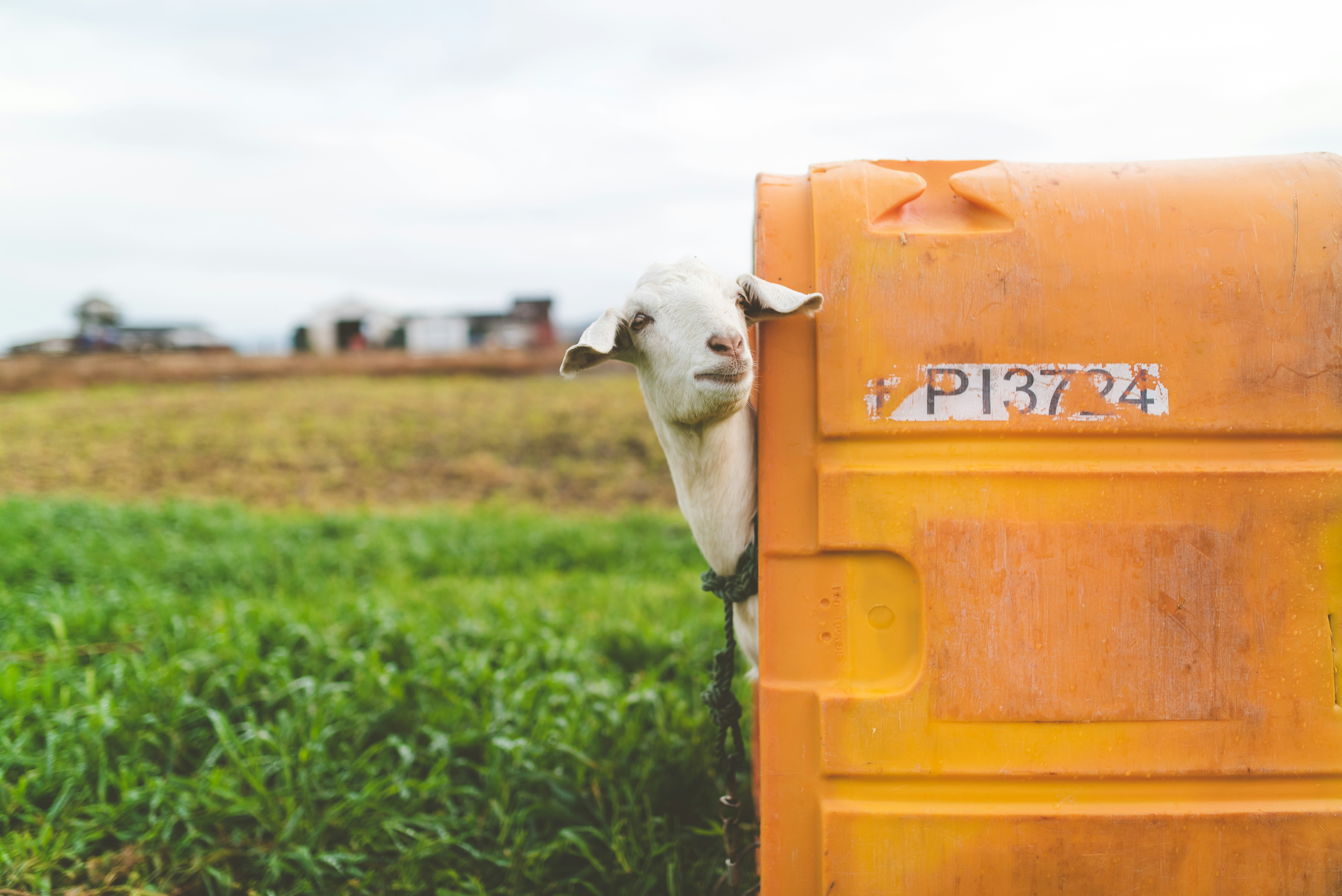 Sheep Peeking from the Orange Box: Quiet Farm Moment