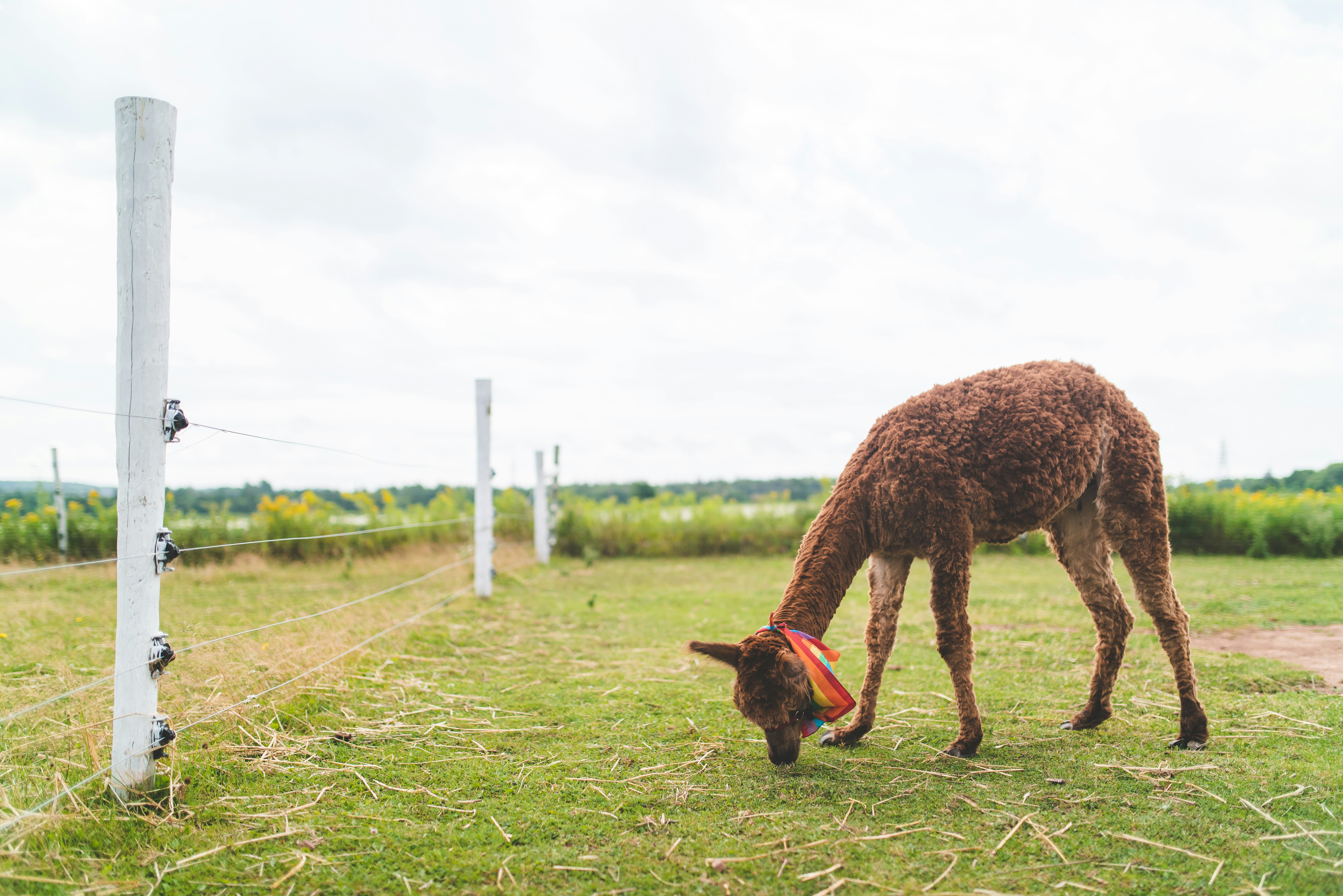 Pasture Query: A lone alpaca grazing beside a weathered fence under a soft sky