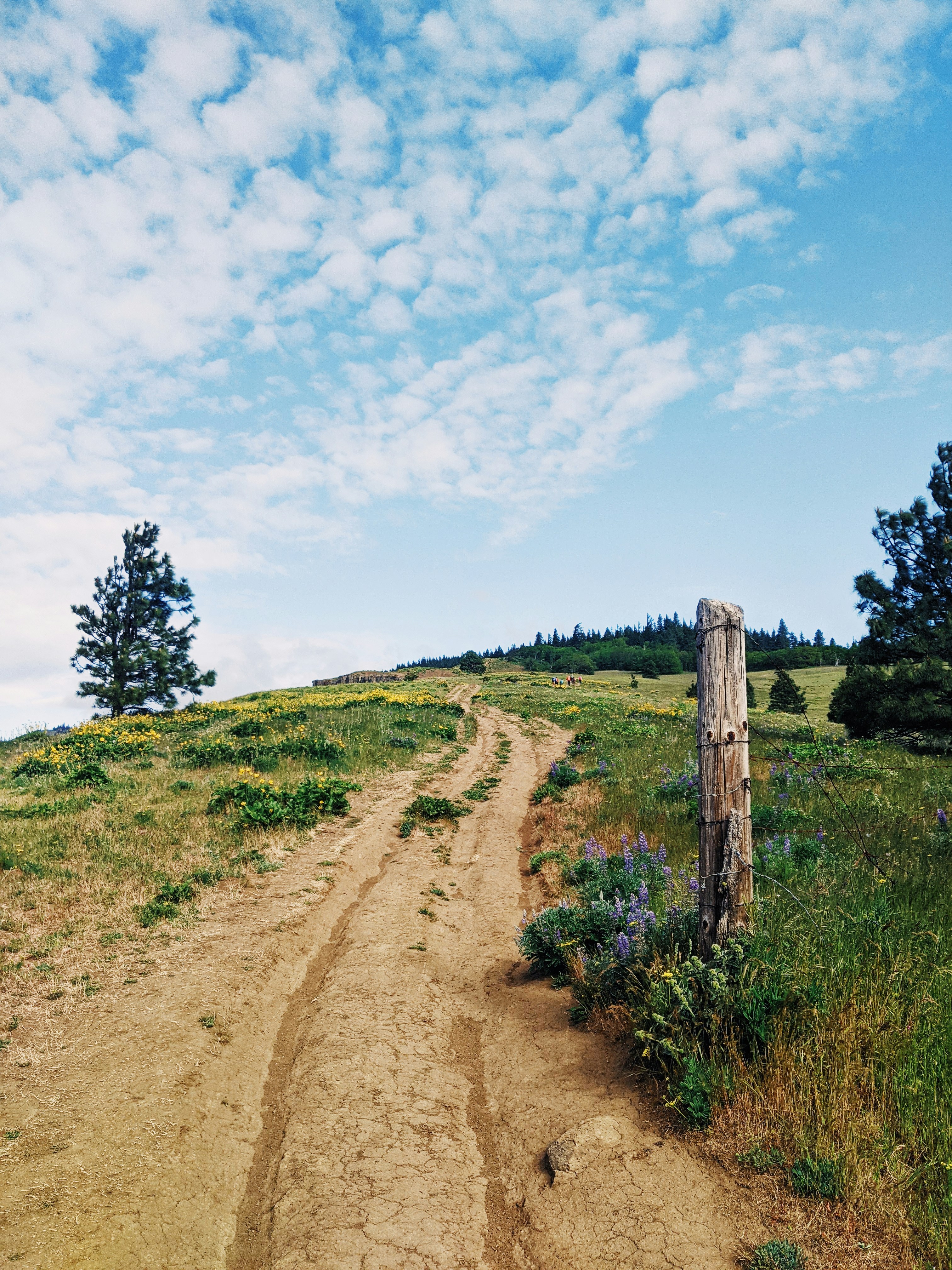Winding dirt path leading through vibrant wildflowers and trees under a partly cloudy sky.