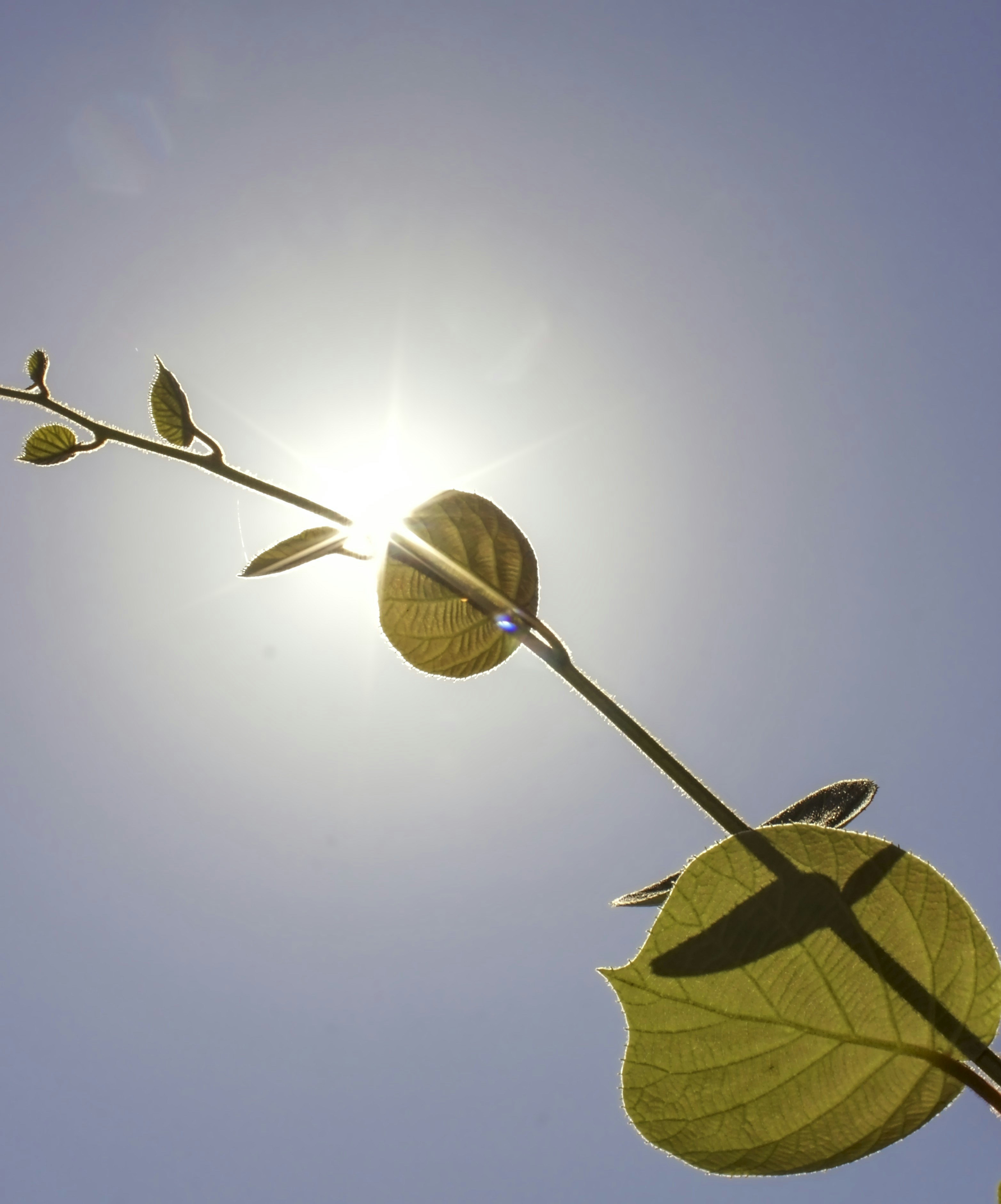 Sunburst Through a Backlit Leaf on a Diagonal Twig
