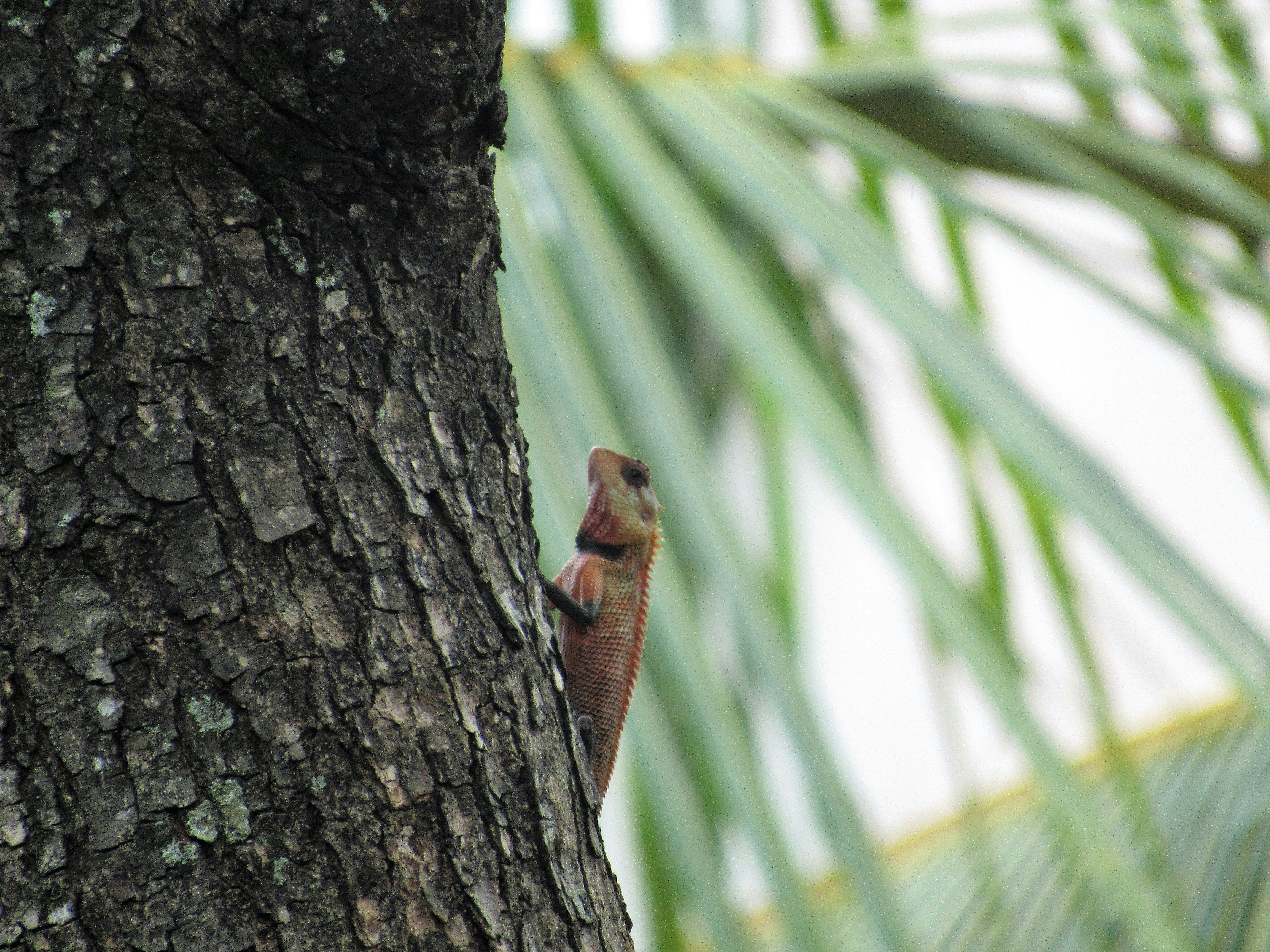 Hidden Arboreal Watcher: A Lizard Clings to the Tree