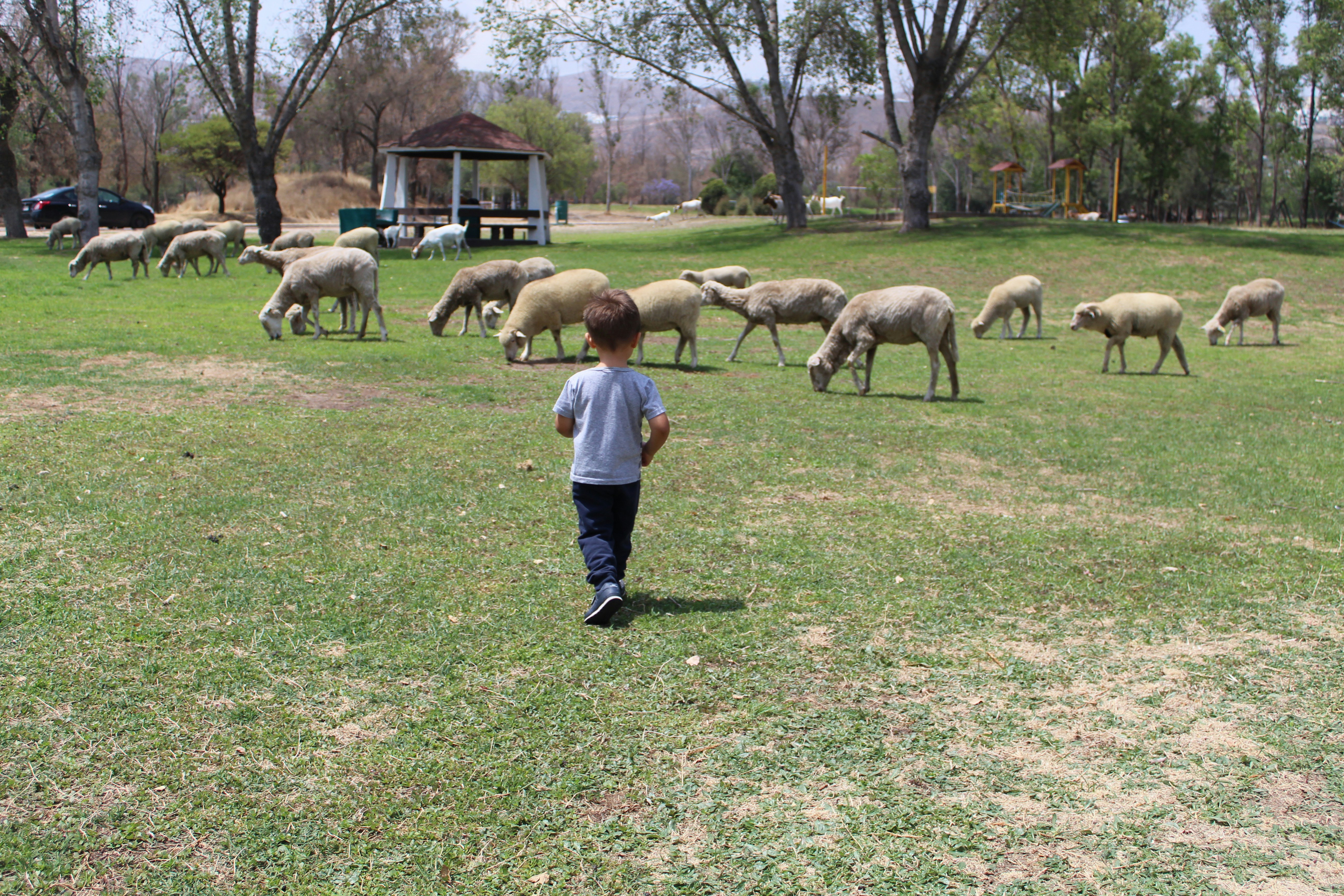 A young child walks through a grassy field surrounded by grazing sheep, with trees and a gazebo in the background.