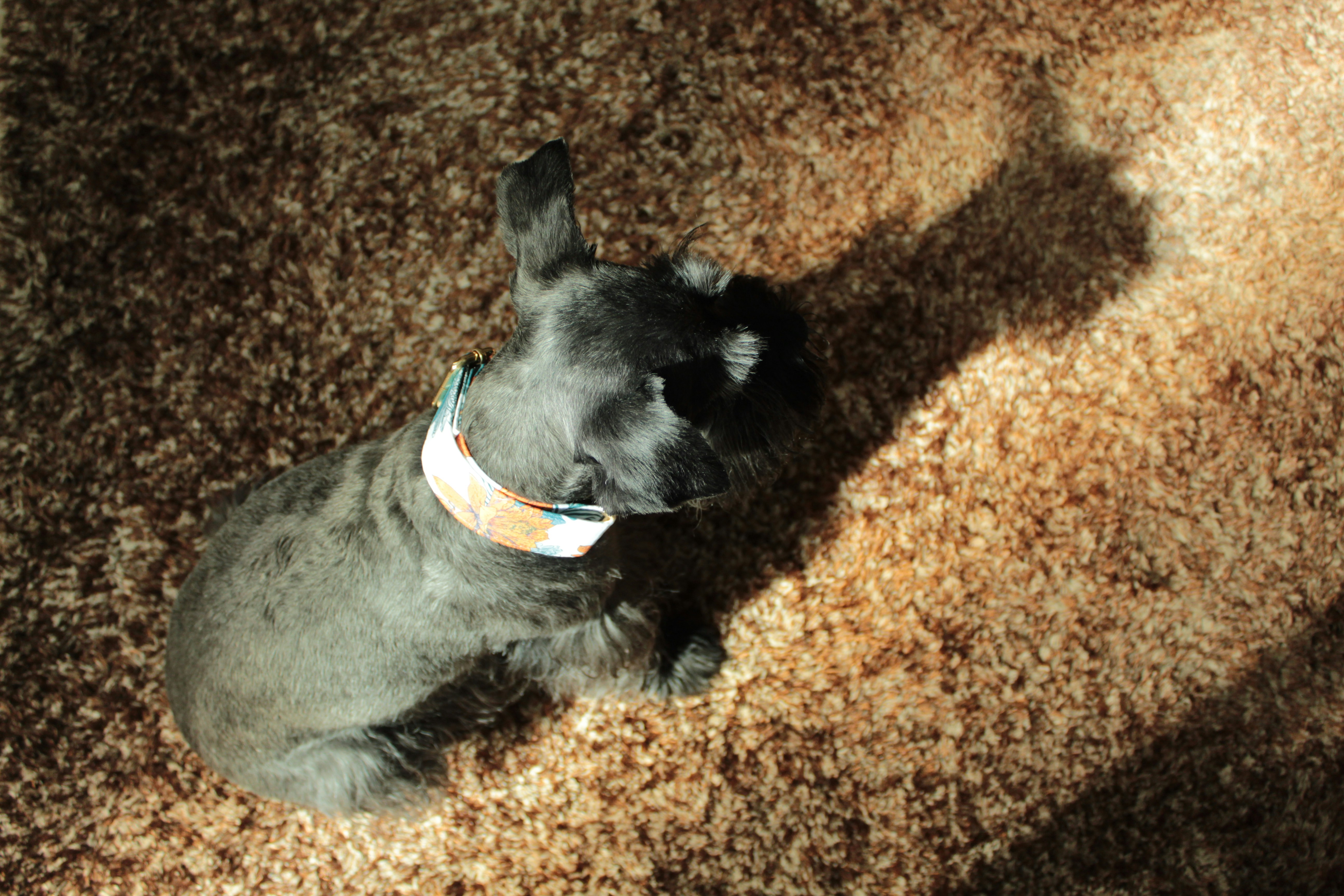 Top-Down Pup: A Small Black Terrier Portrait on a Warm Shag Carpet