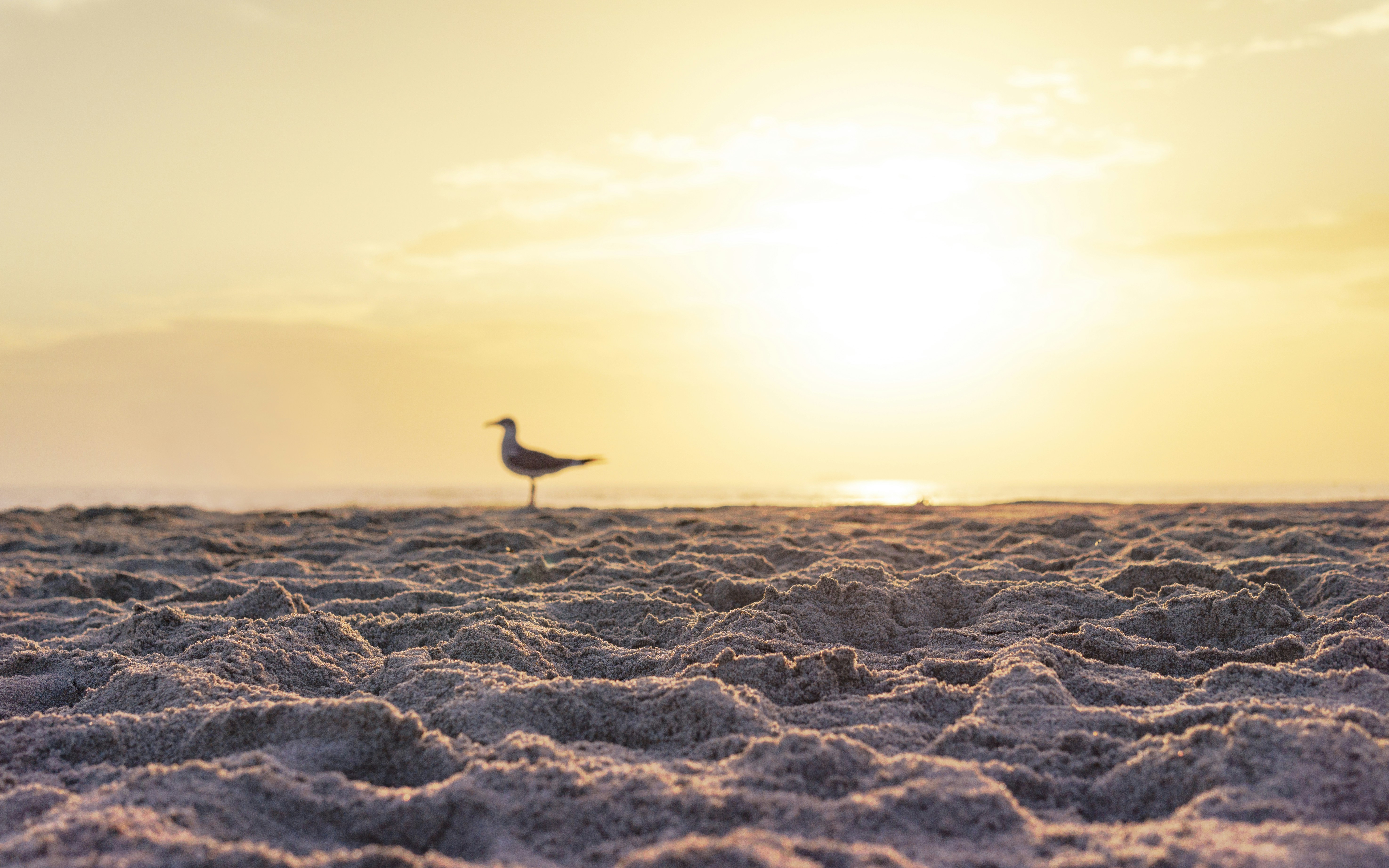 Sunlit Shoreline with a Lone Bird at Dusk