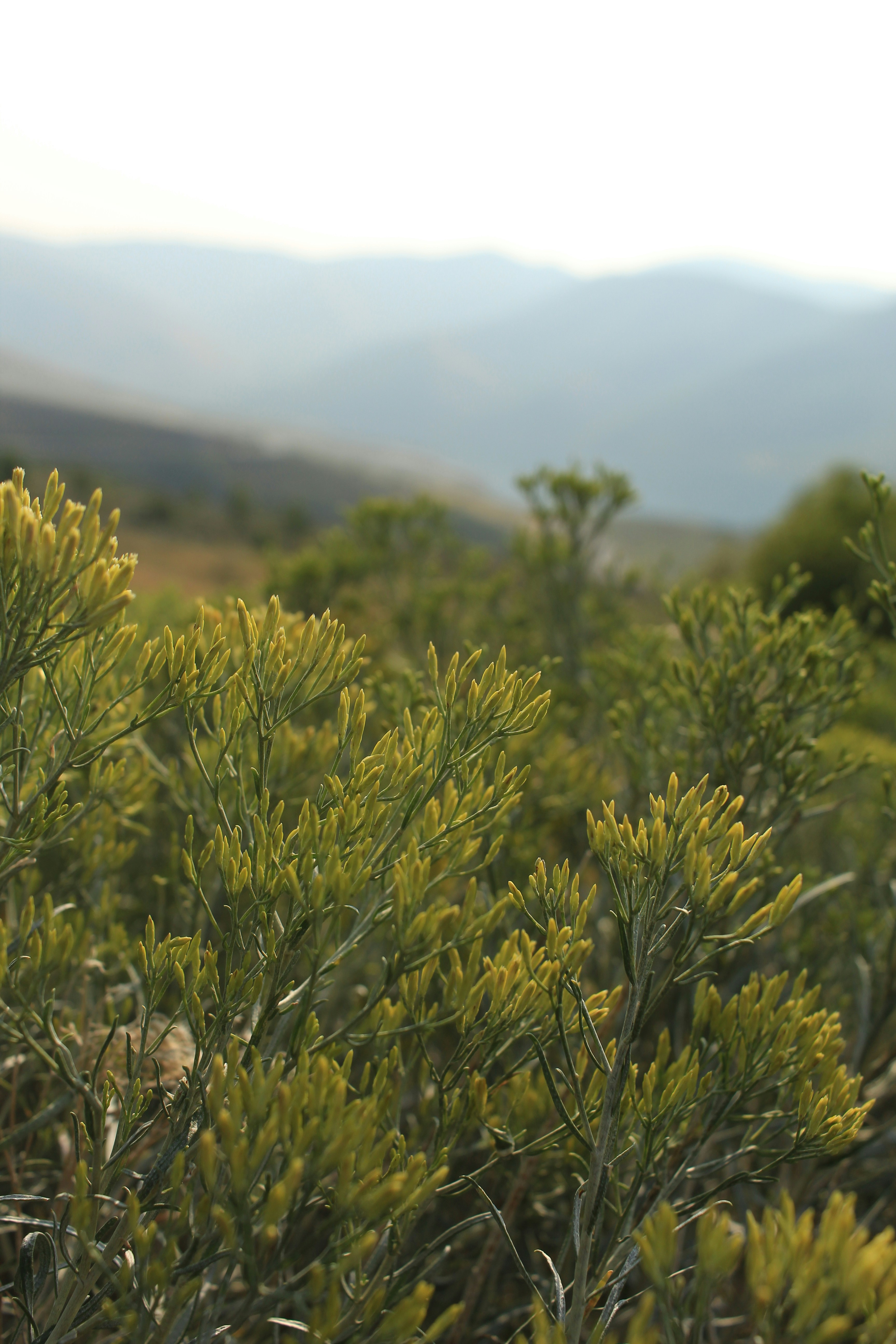 Lush green foliage in the foreground with softly blurred mountains in the background, creating a serene atmosphere.