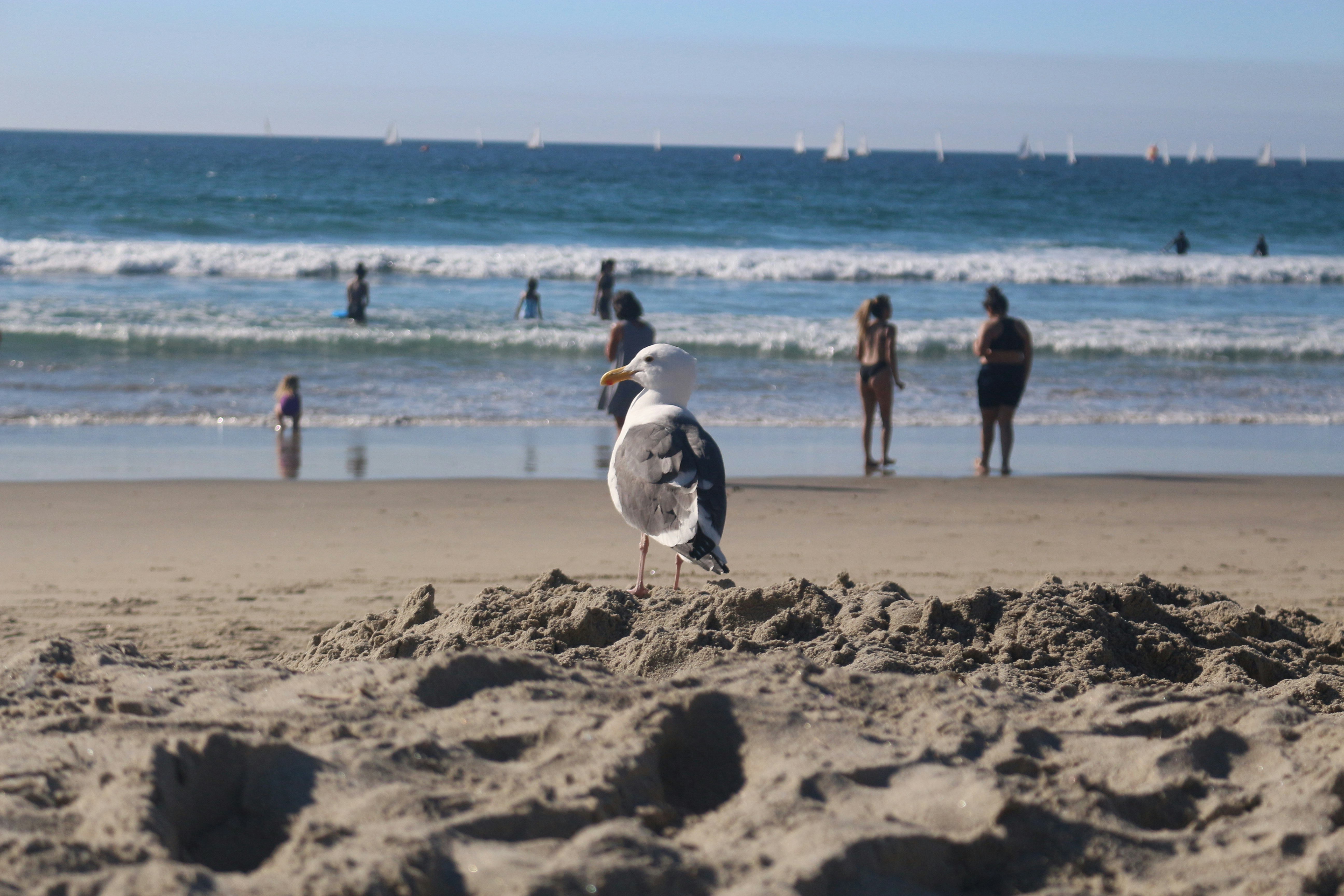 Solitary Seagull at the Edge of the Sea: A Quiet Beach Moment