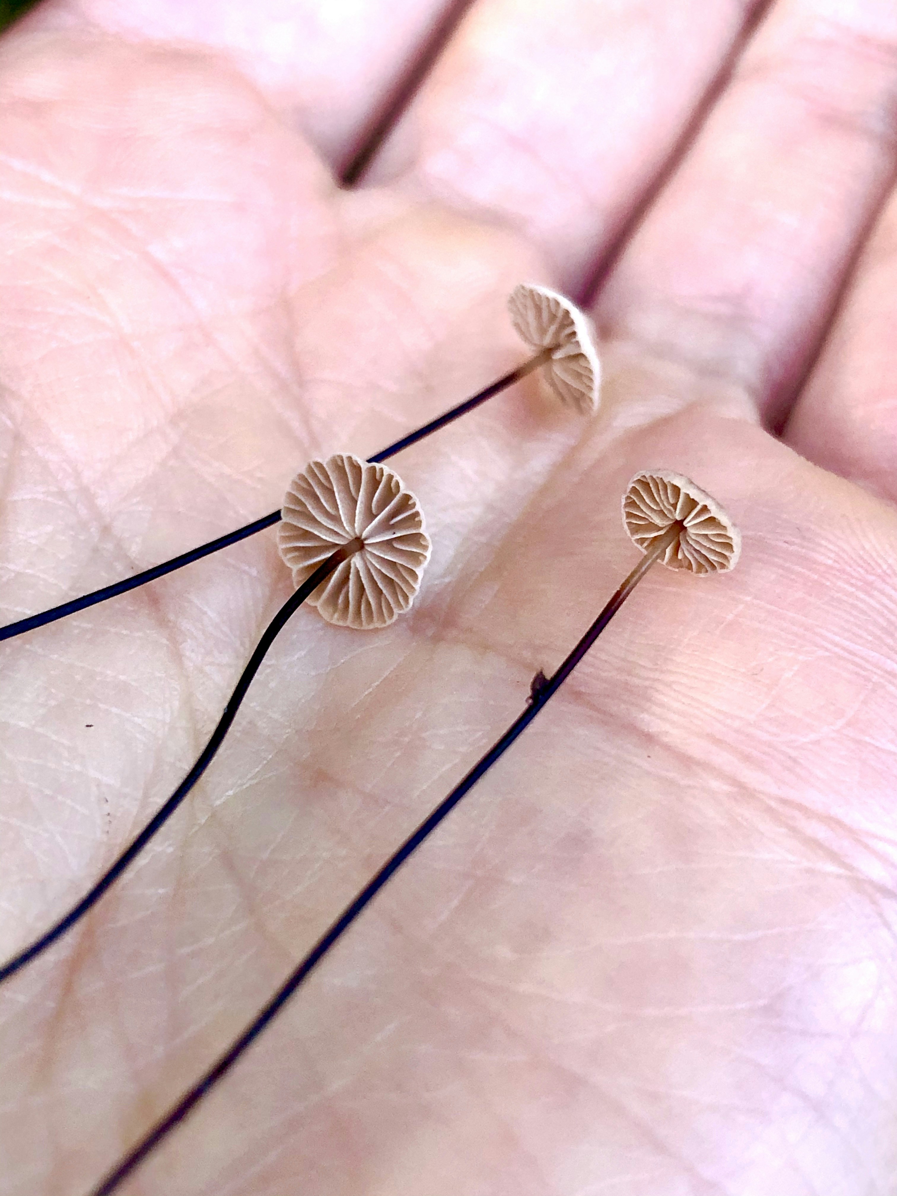 Tiny Mushroom Umbrellas on Palm: A Macro Close-Up