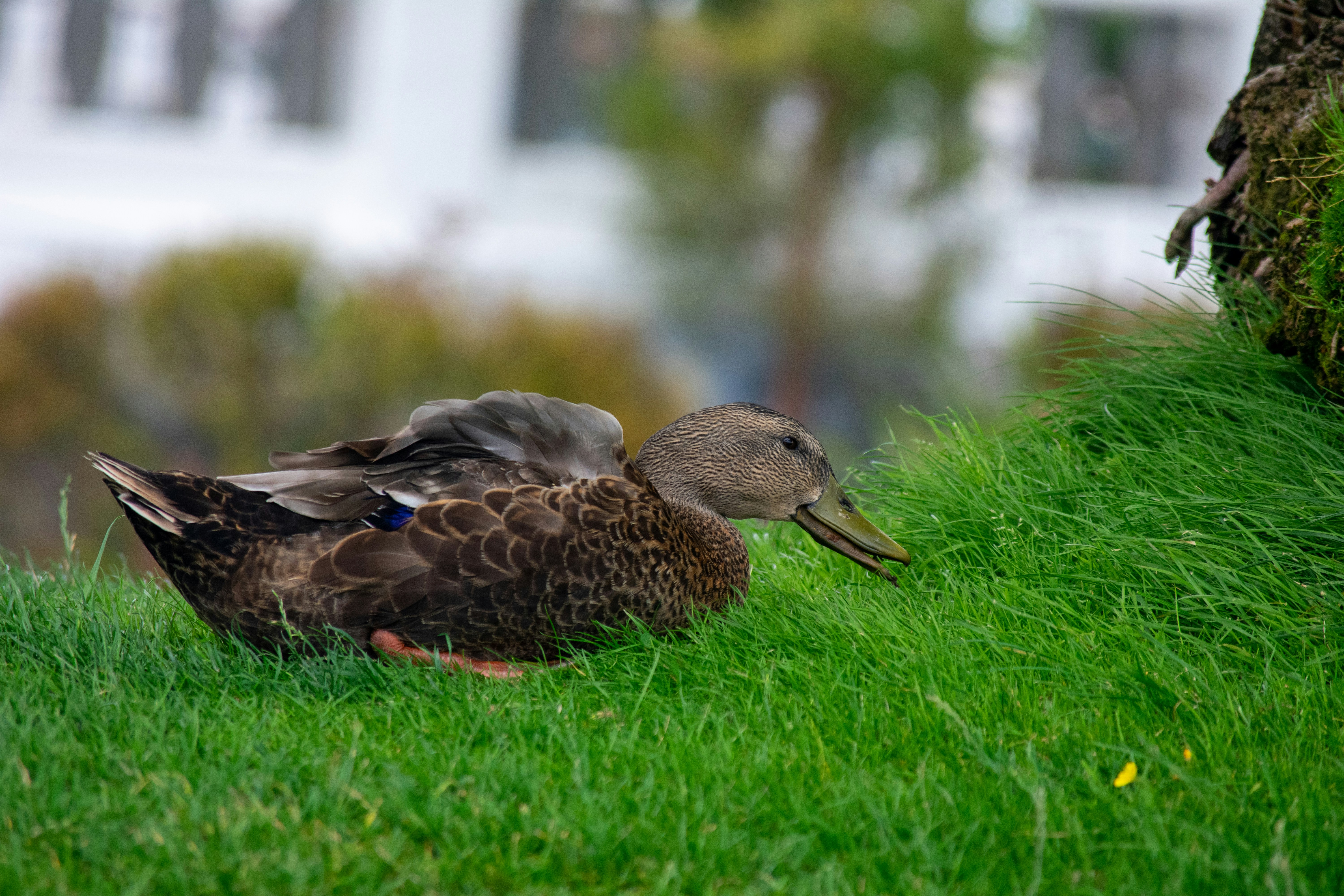 Mallard at Rest on a Sunlit Lawn, with a Soft-Blurred Urban Backdrop