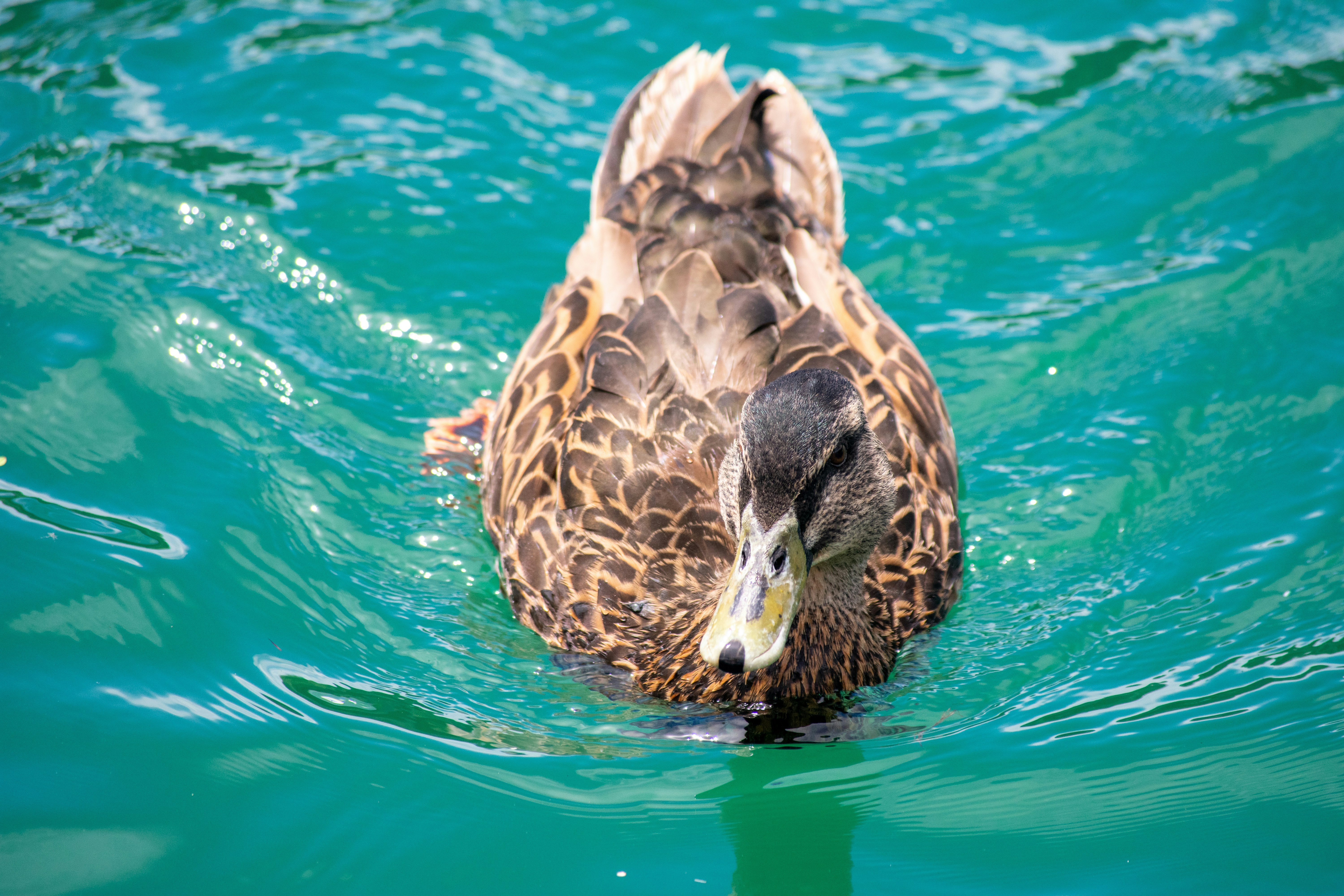Duck swimming gracefully through turquoise waters, showcasing intricate feather patterns and vibrant reflections. 