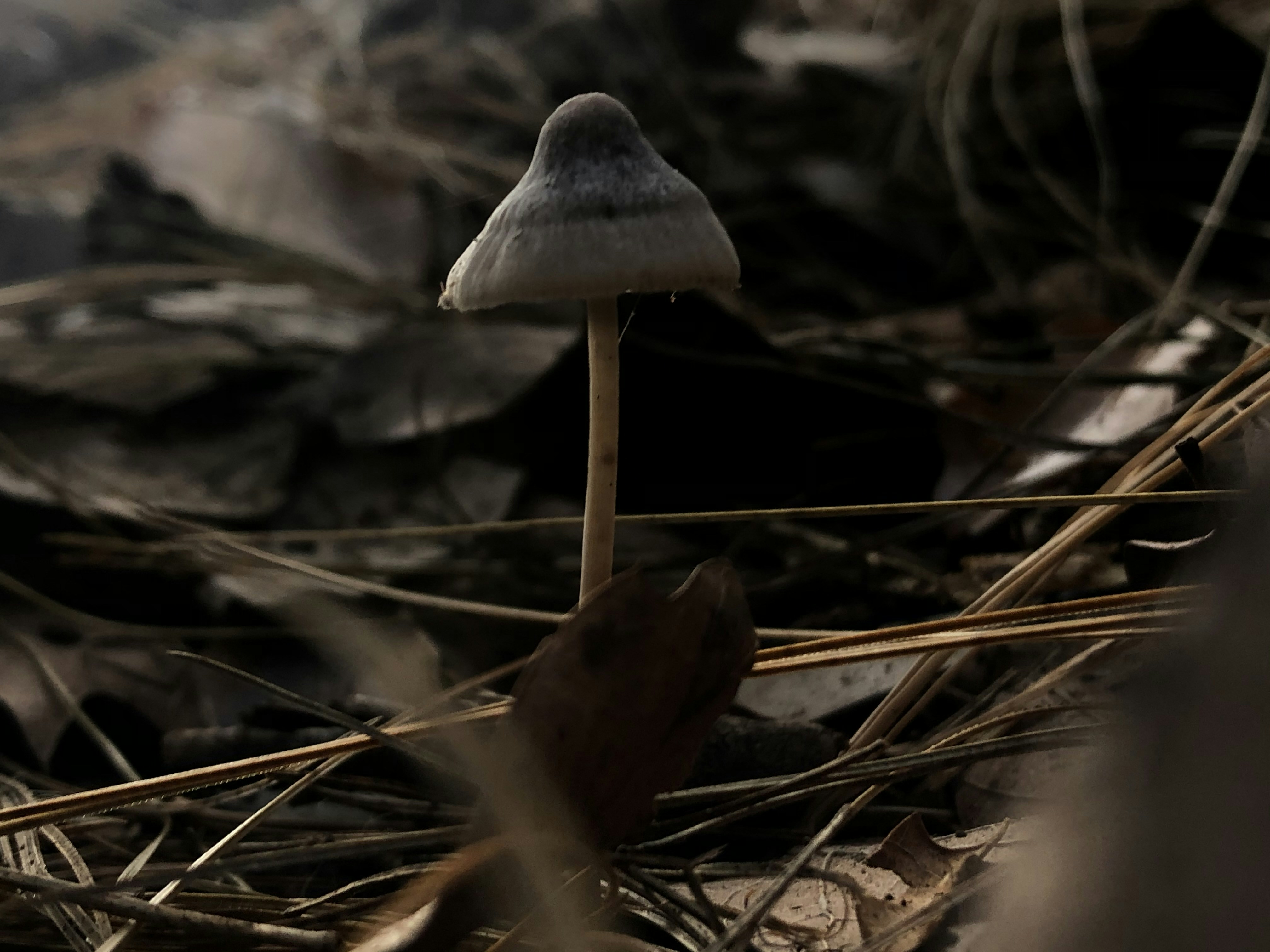 Lone Mushroom Anchors the Forest Floor in Quiet Dusk