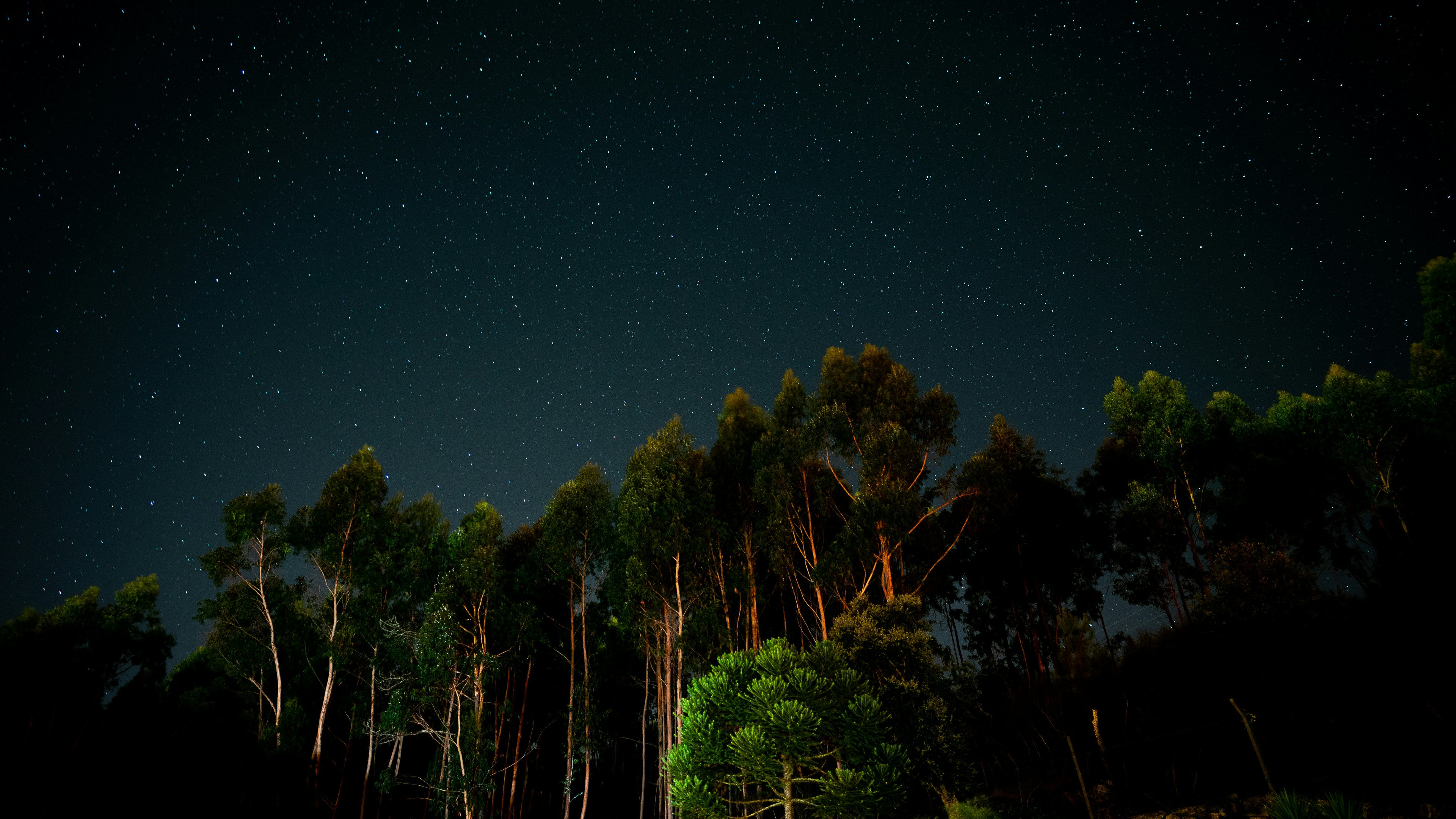 Starfall over Pines: A Quiet Night Sky Framing the Forest Edge