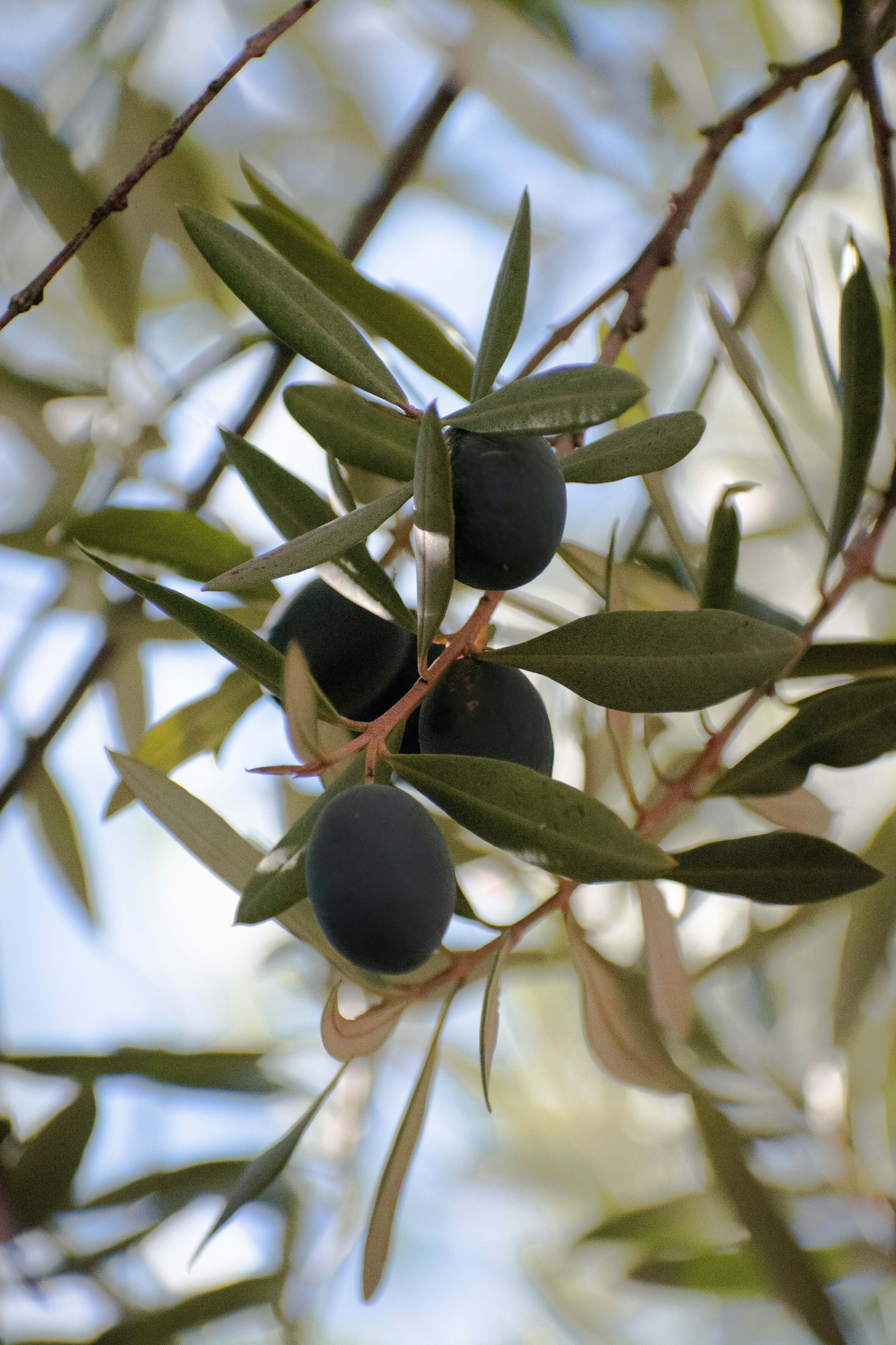 Three ripe olives nestled among vibrant green leaves, showcasing the beauty of nature's bounty.