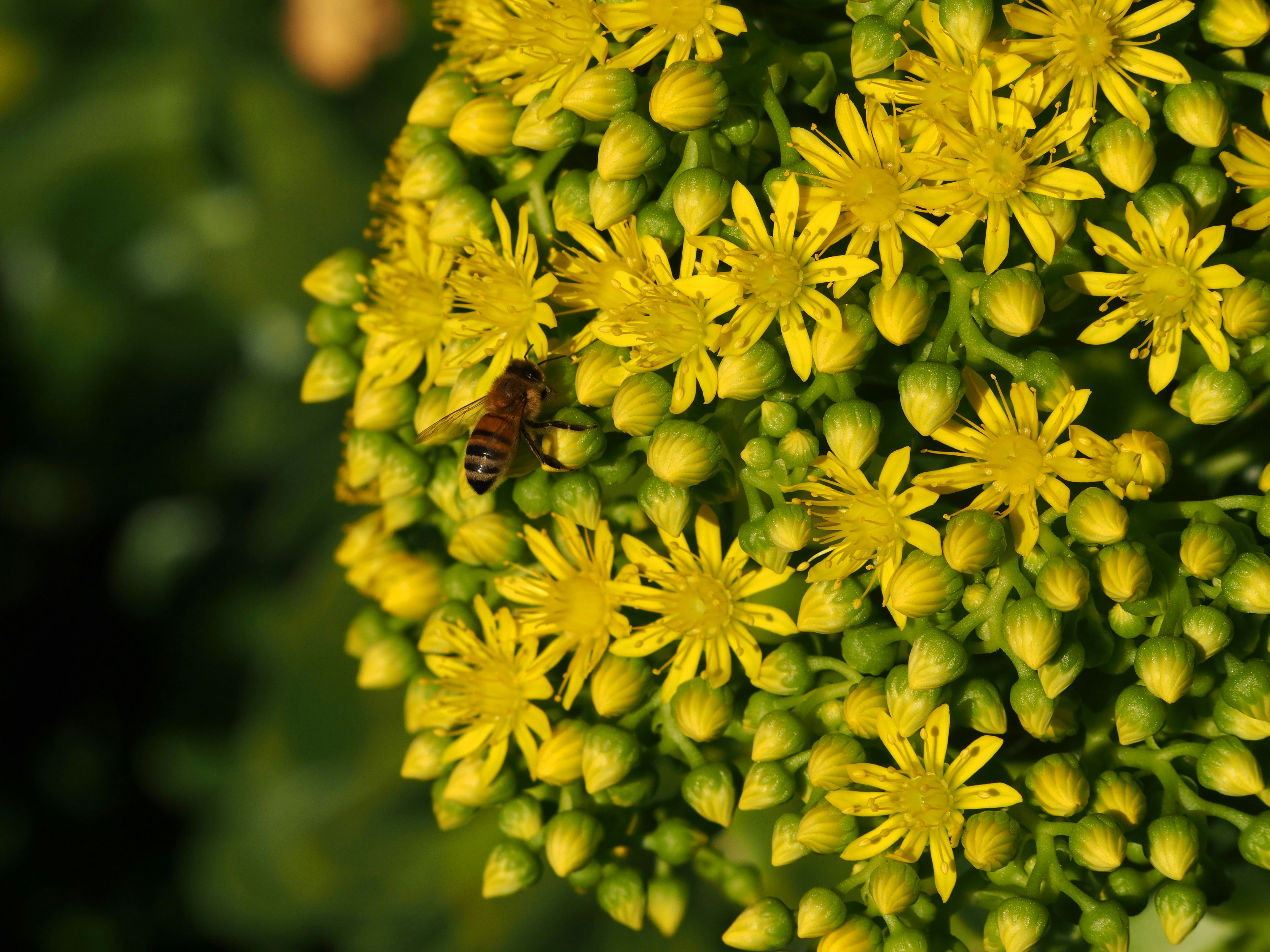 A busy bee collecting nectar from vibrant yellow flowers, showcasing the beauty of nature's interactions.