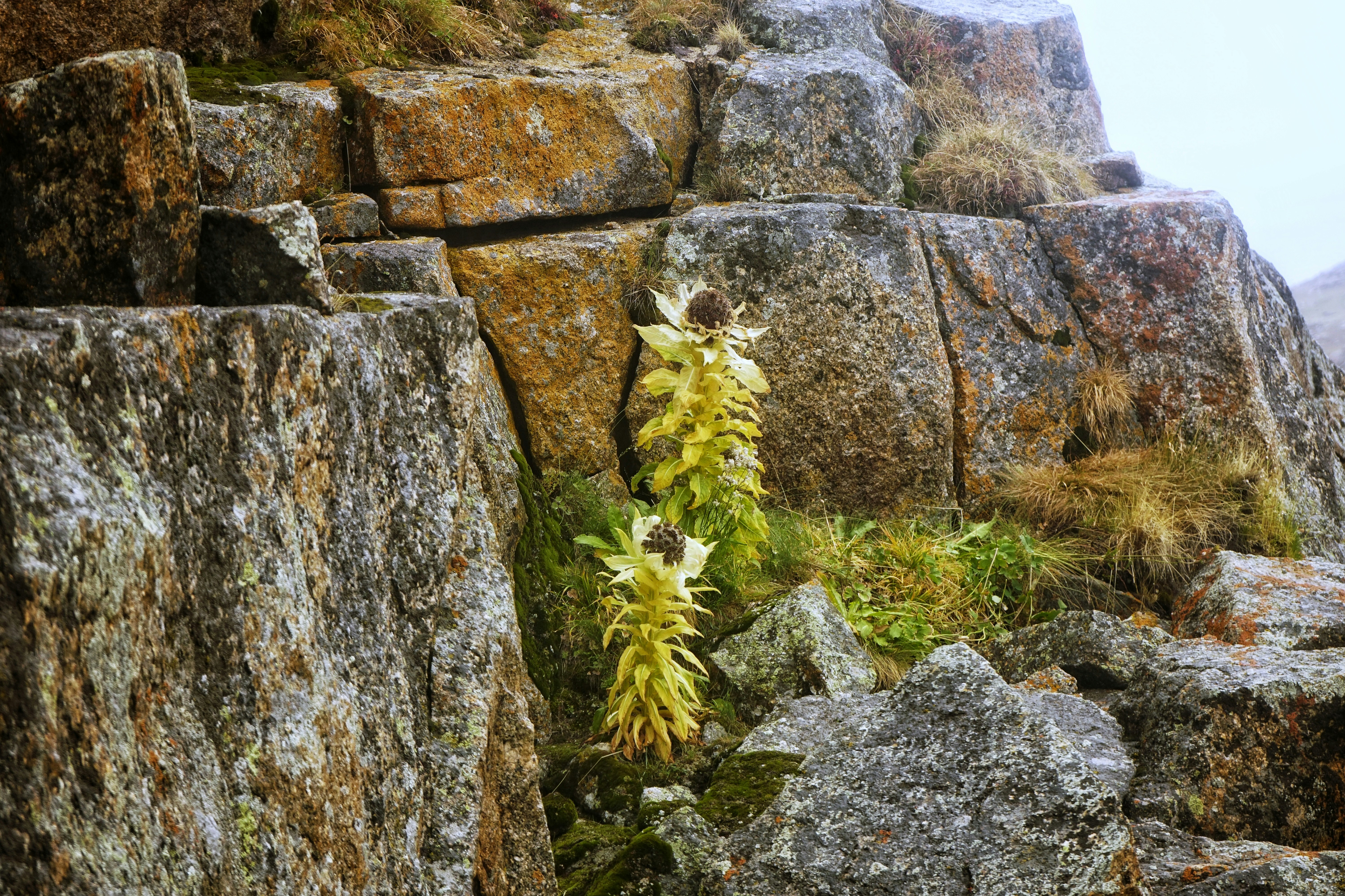 Yellow-flowered sentinel among rugged granite