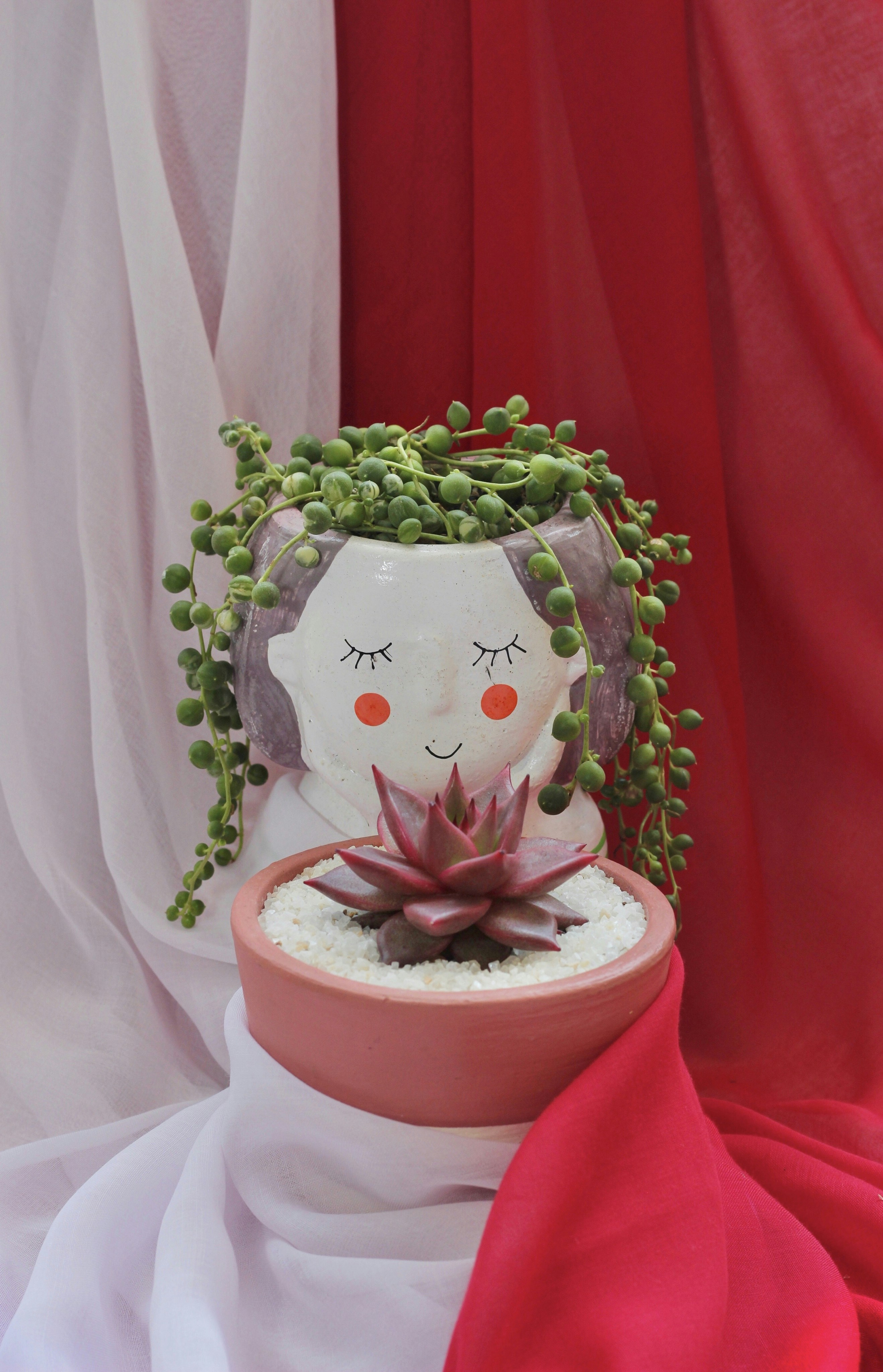 Beautiful succulent plants in Indonesia Independence Day decoration