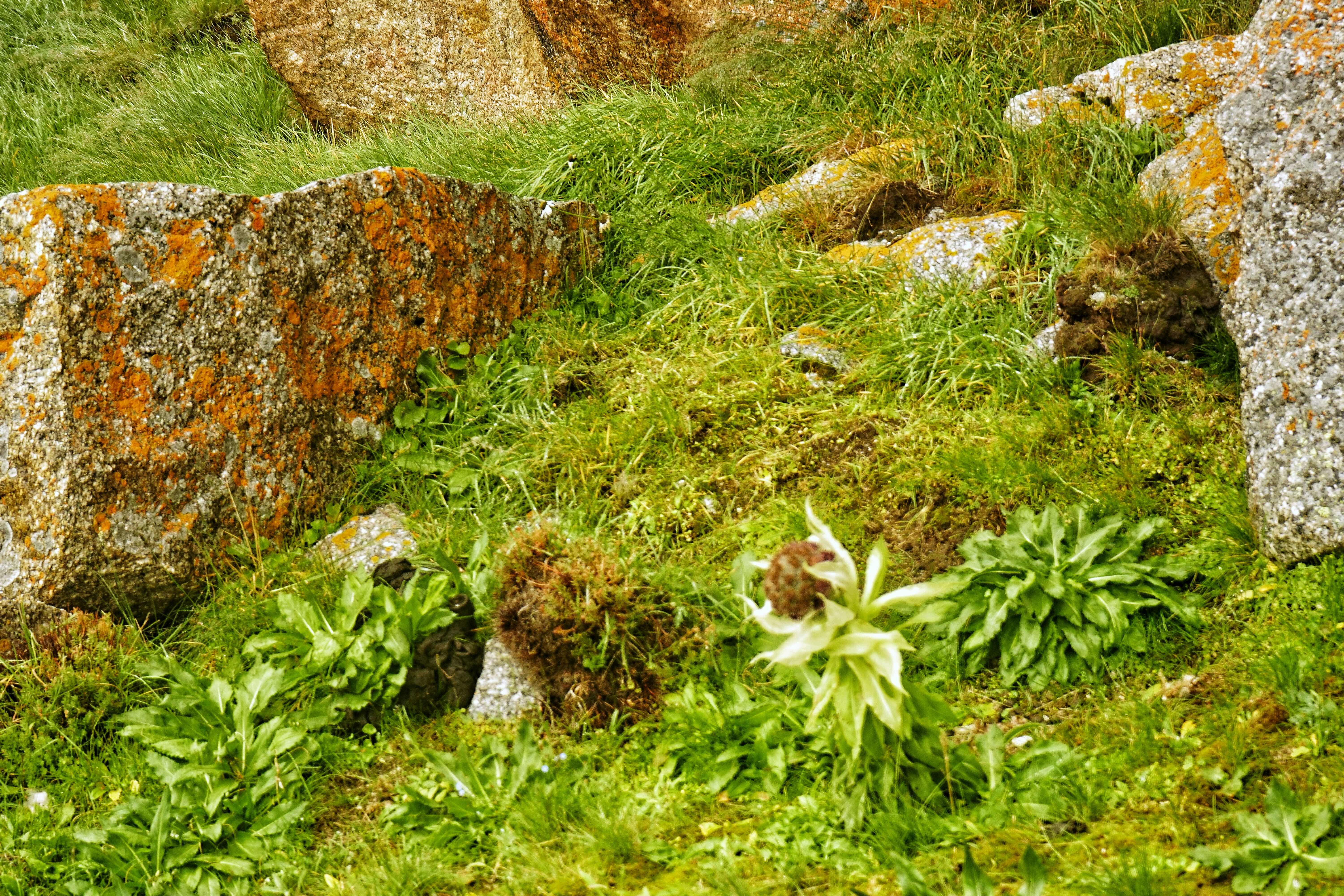 Green grass on brown rock photo – Free Green Image on Unsplash