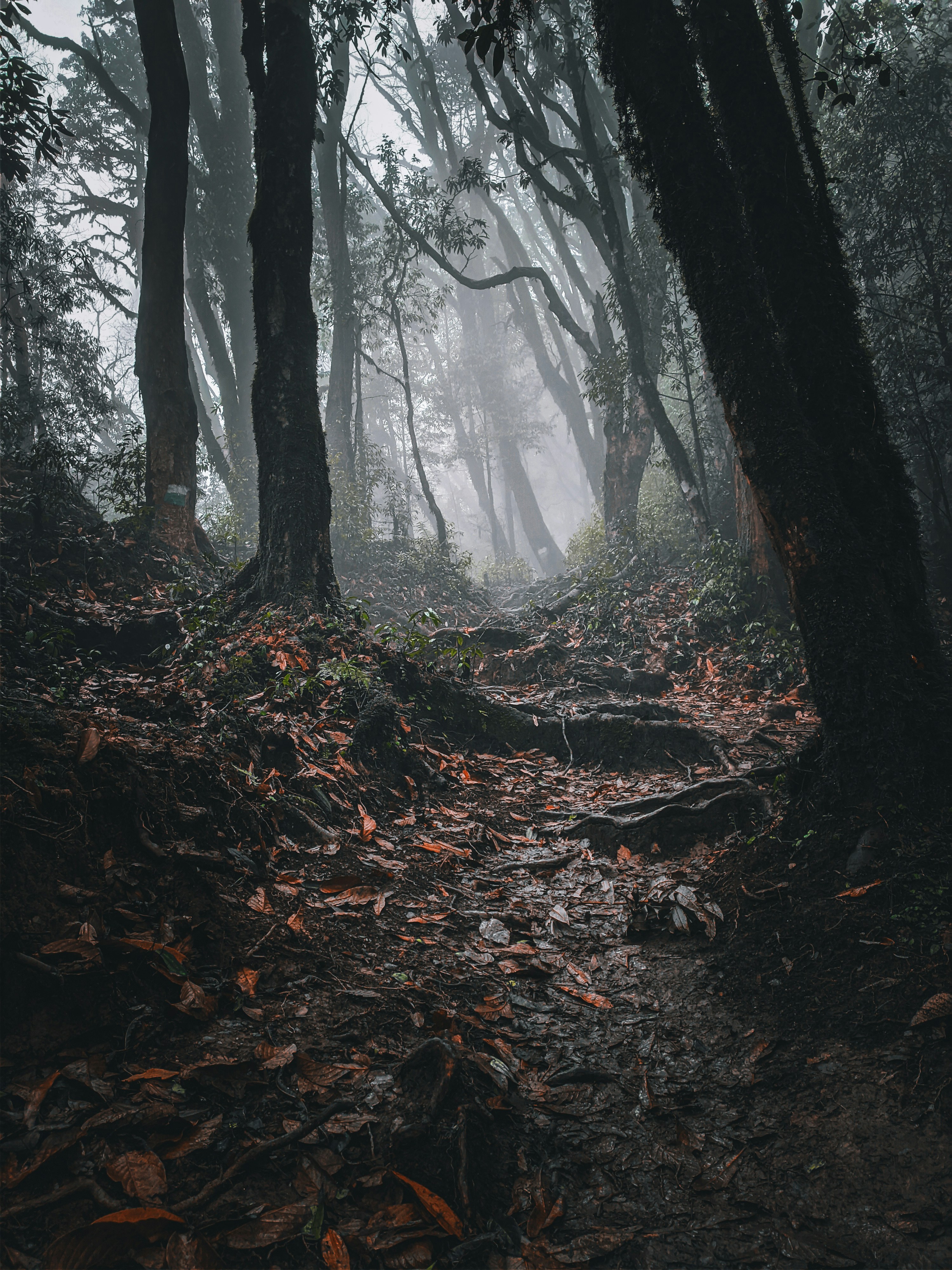 Mysterious forest trail shrouded in fog, with twisted roots and fallen leaves creating an enchanting atmosphere.