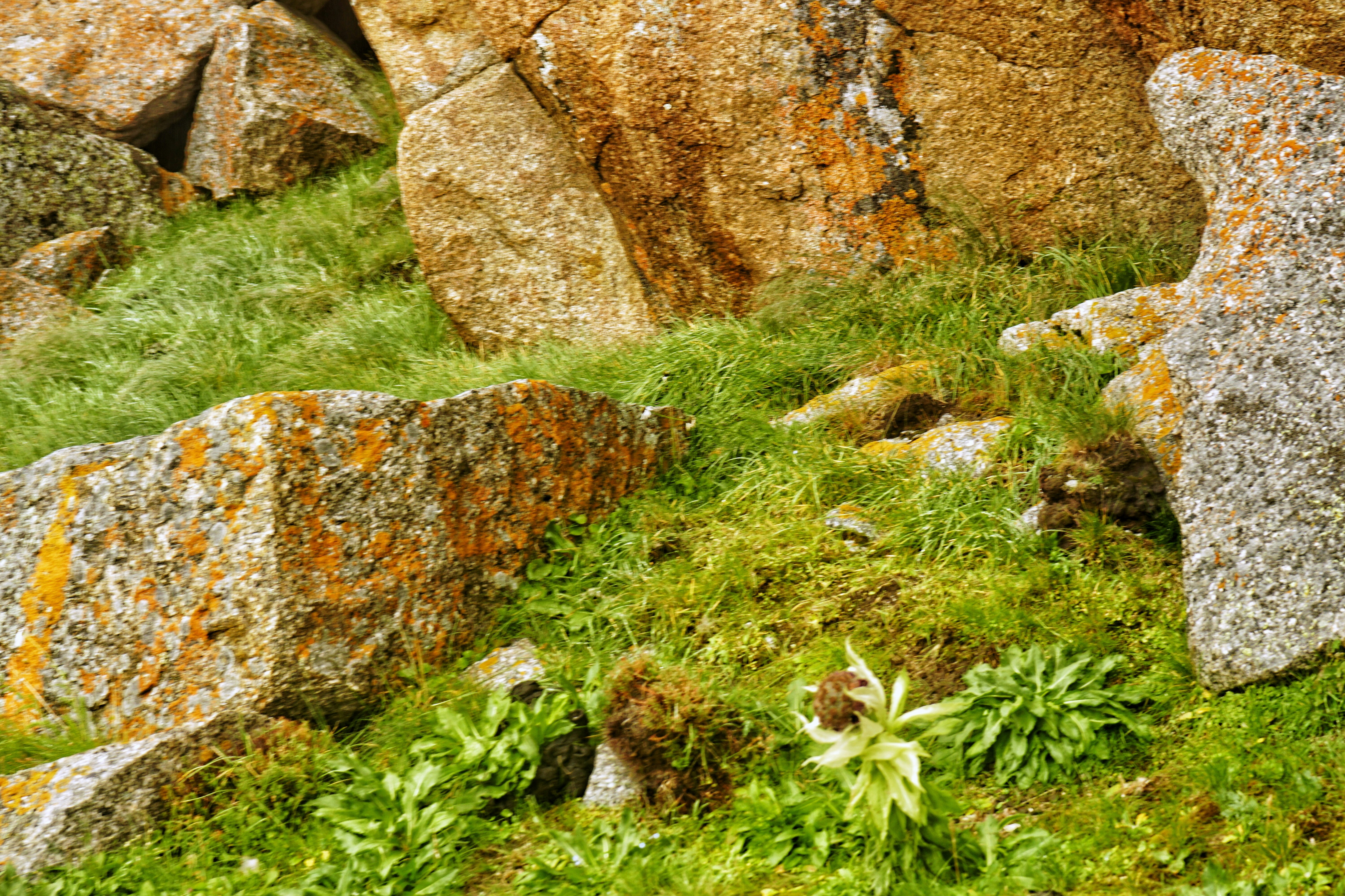 Moss Crowned Granite: Quiet Green Between Orange-Lichen Rocks